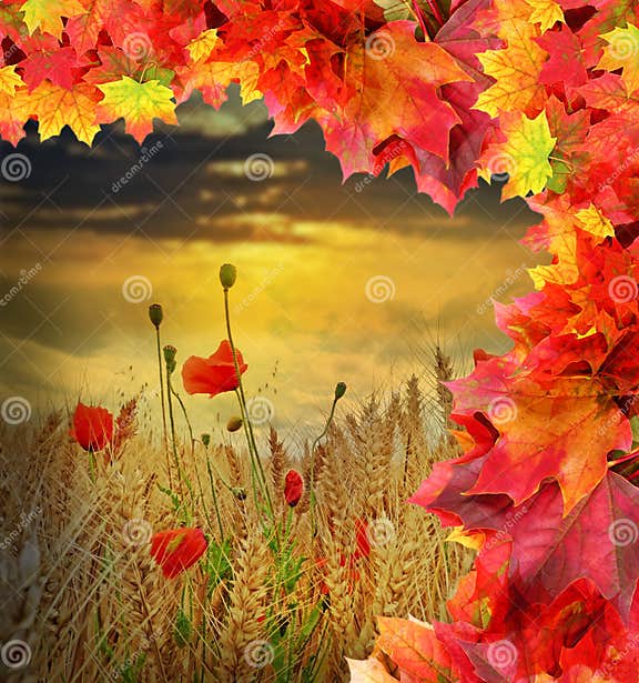 Fall field with poppies stock photo. Image of beautiful - 16206078