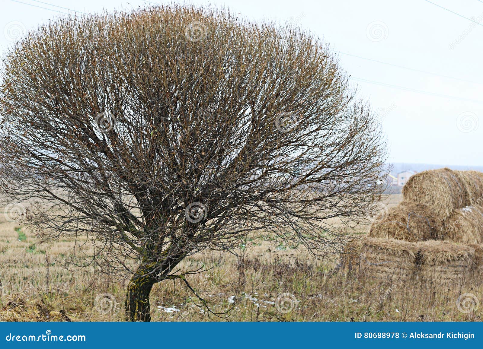Fall field straw stack stock photo. Image of gold, farmland - 80688978
