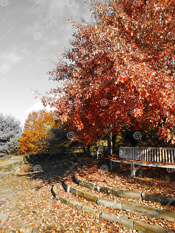 Fall Filtered View of Autumn Colors at Cornell Overlook Stock Image ...
