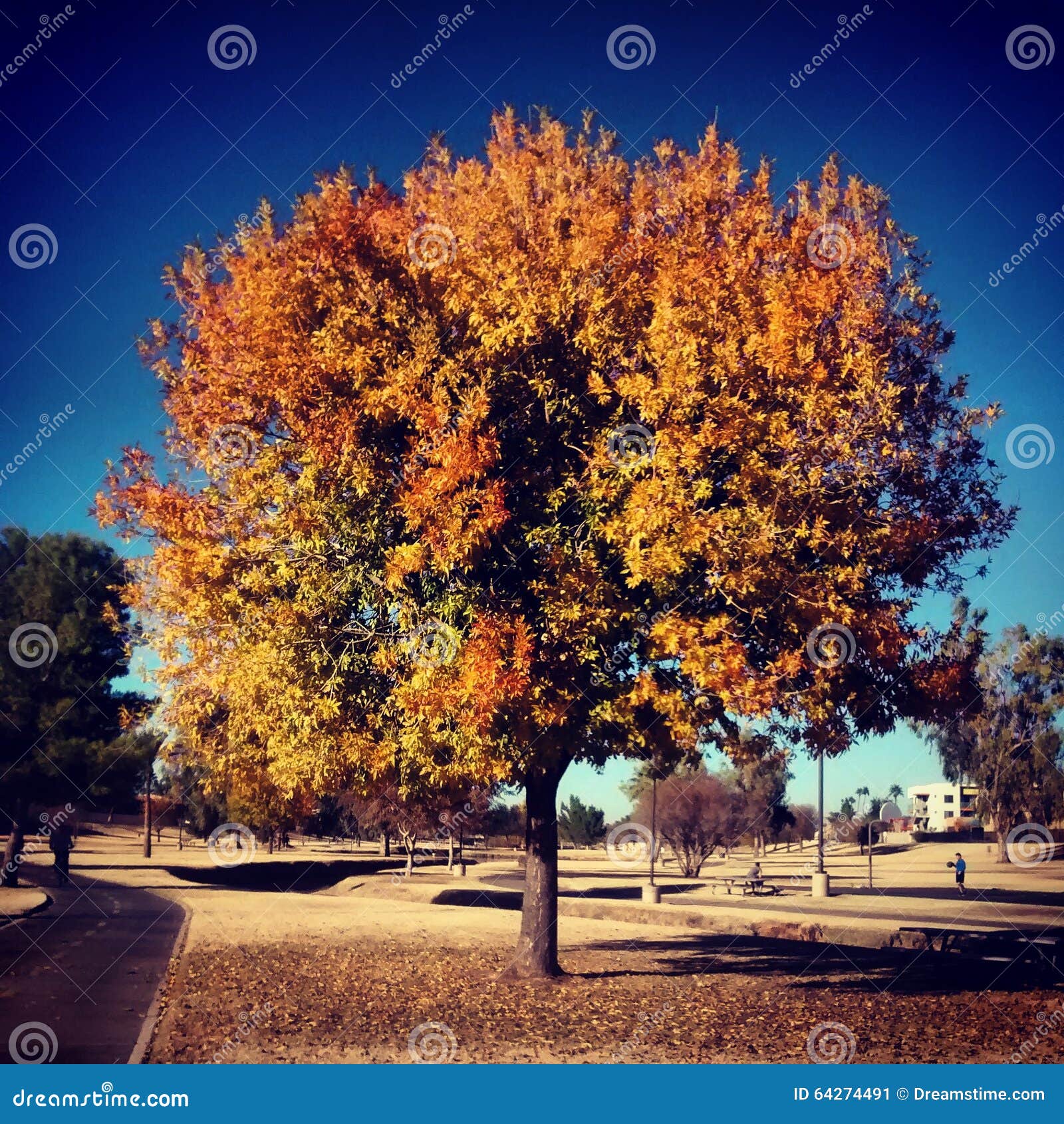 Fall Finally Hits Phoenix stock image. Image of leaves - 64274491