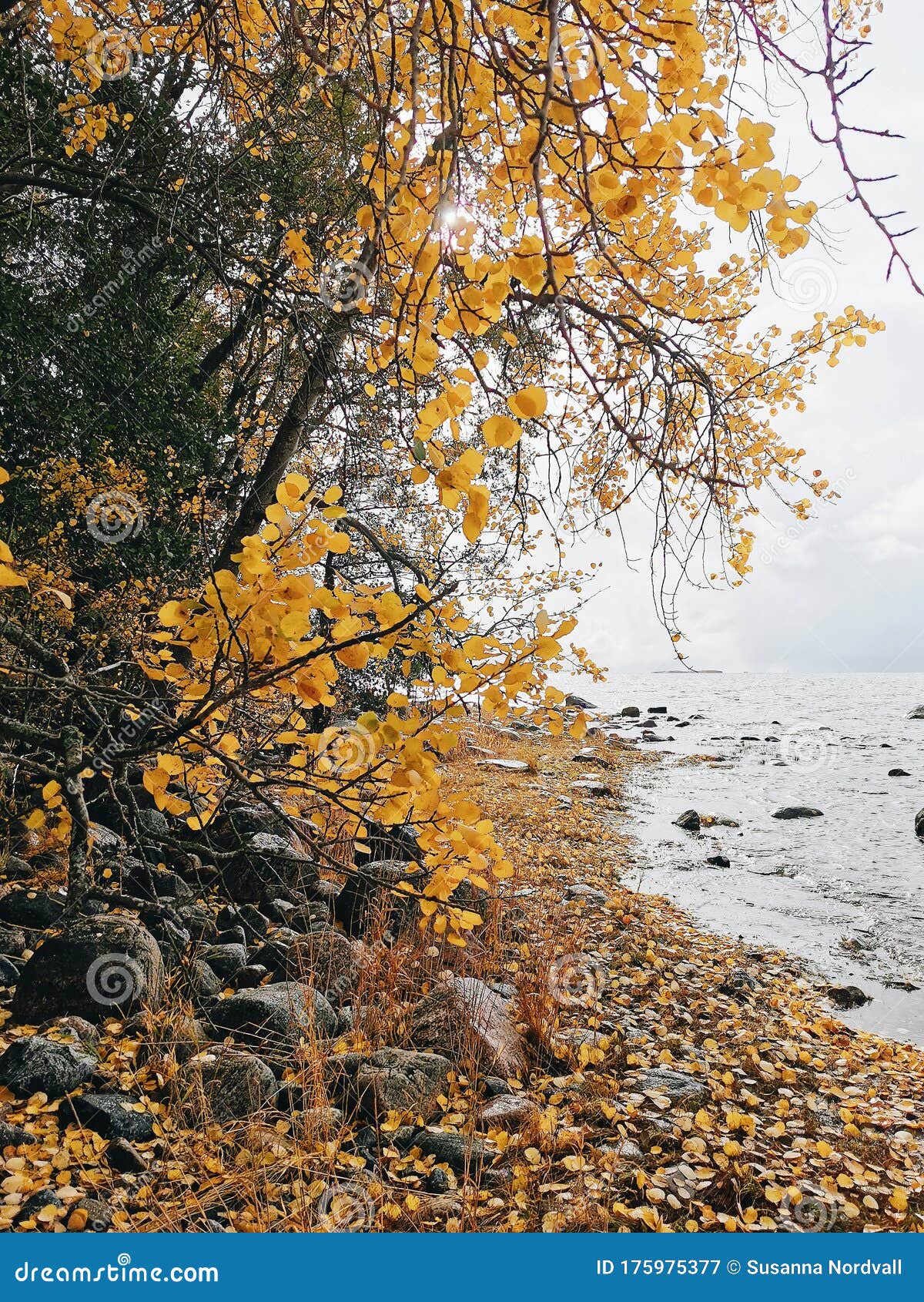 Fall in Finland stock image. Image of fall, landscape - 175975377