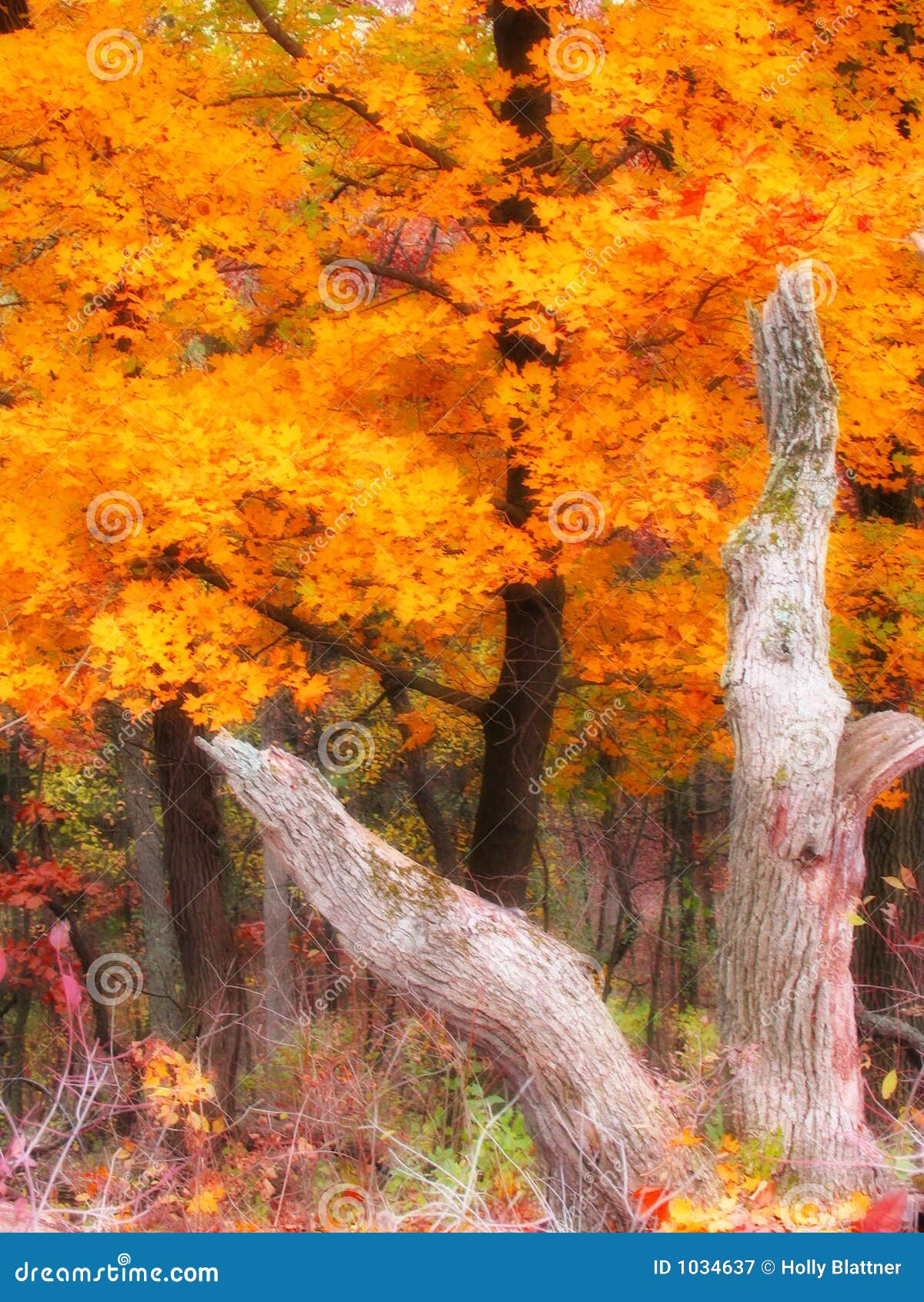 Fall Fire stock image. Image of leaves, trees, dead, autumn - 1034637