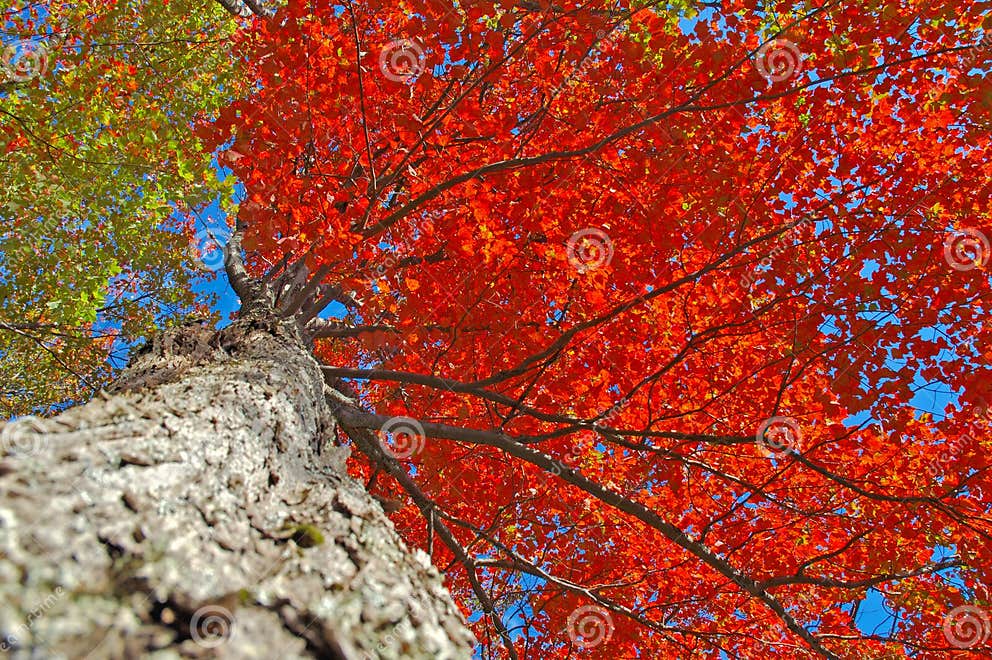 Fall fire stock photo. Image of color, beauty, background - 1413946