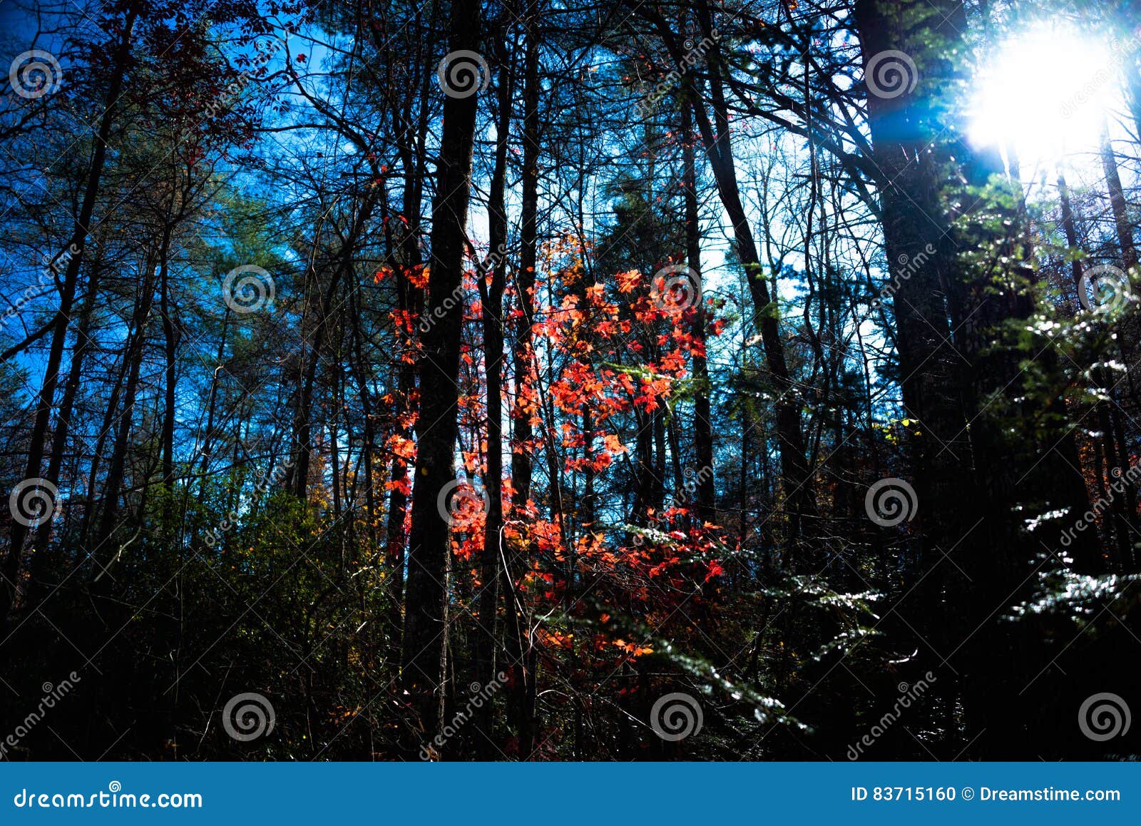 Fall Fire stock photo. Image of tree, color, sunlight - 83715160