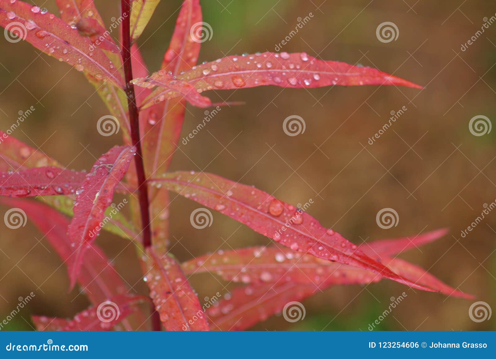 Fall Fireweed in Nancy Lake, Alaska Stock Photo - Image of colors ...