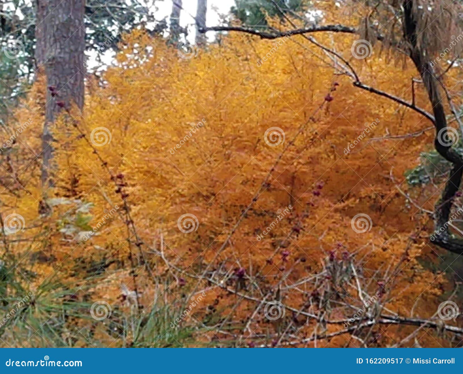 Fall Firey Orange Bush Amazing Stock Image - Image of amazing, bush ...