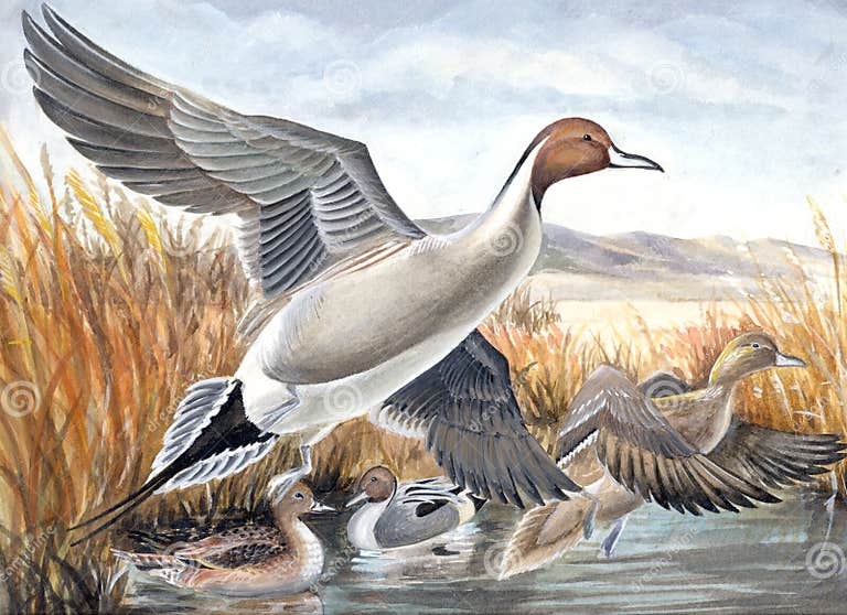 Fall Flight stock illustration. Illustration of watercolor - 604980