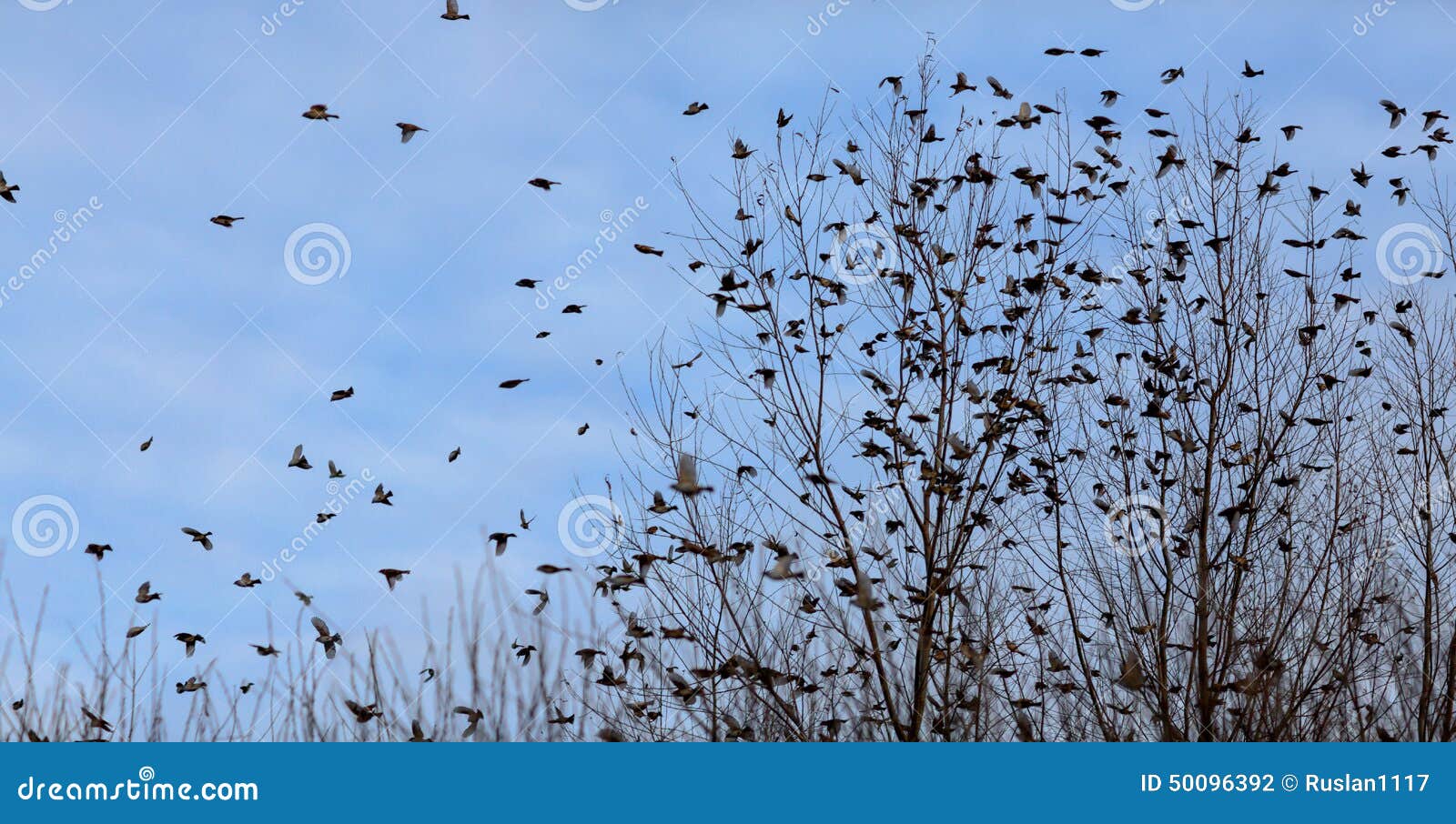 Fall - Flock of Birds Migrating South Stock Photo - Image of autumn ...