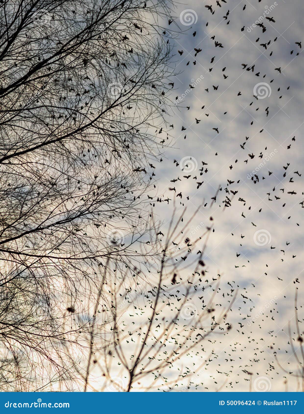 Fall - Flock of Birds Migrating South Stock Photo - Image of group ...