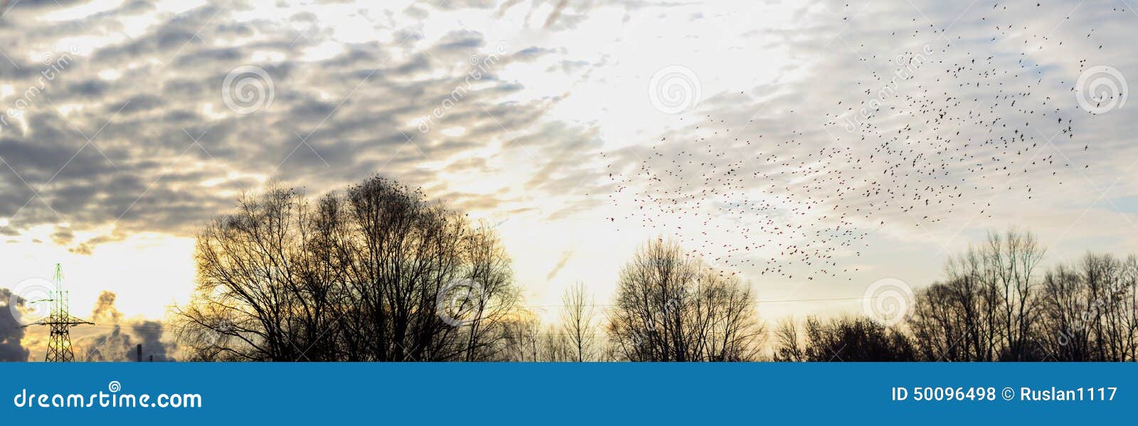 Fall - Flock of Birds Migrating South Stock Photo - Image of nature ...