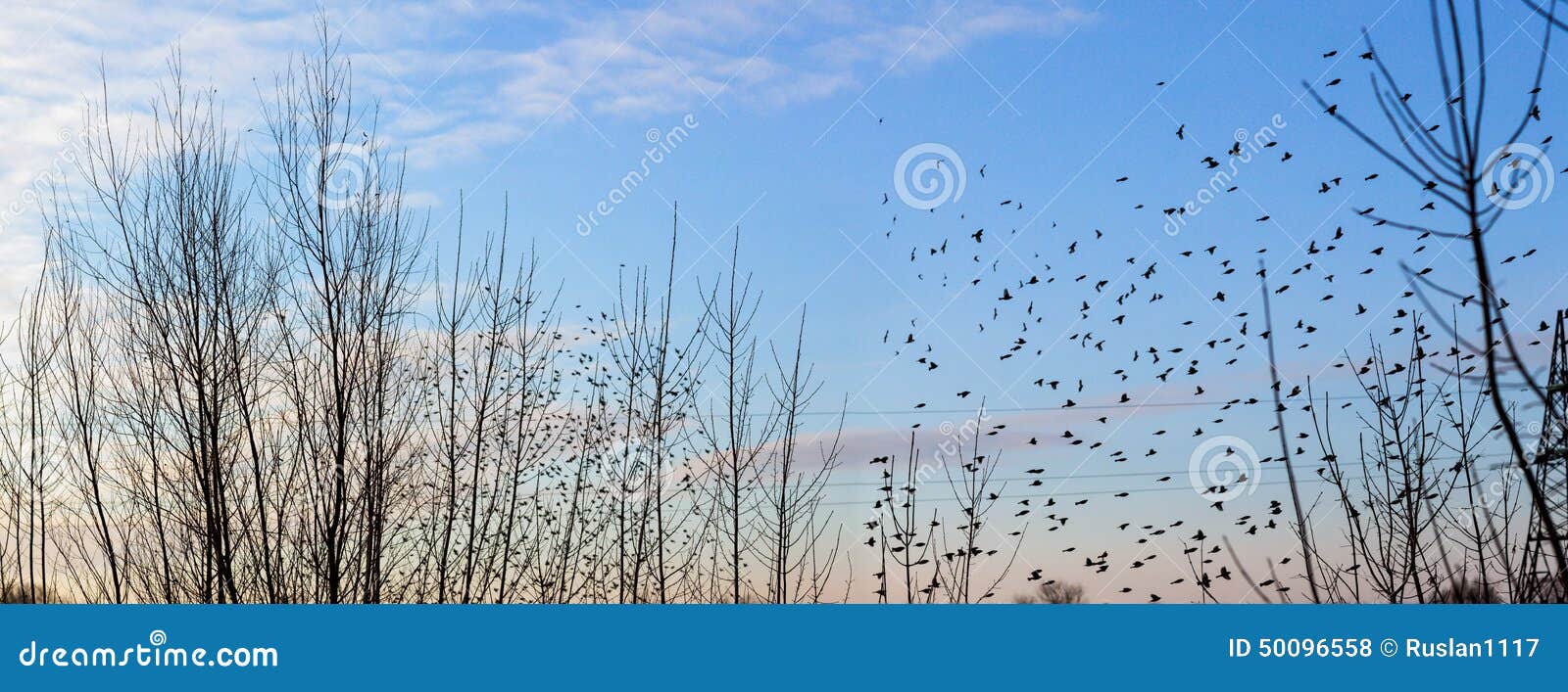 Fall - Flock of Birds Migrating South Stock Photo - Image of migrate ...