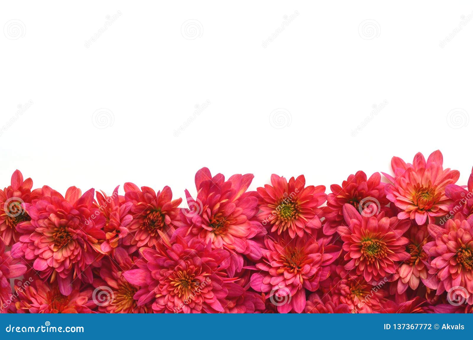 Fall Florals Silver Purple Mums with Copy Space Flatlay Stock Photo ...