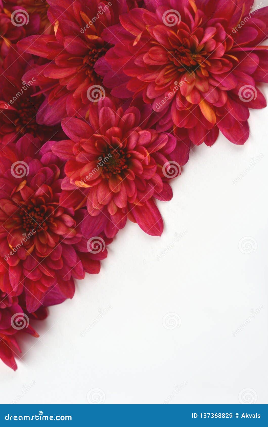 Fall Florals Silver Purple Mums with Copy Space Flatlay Stock Image ...