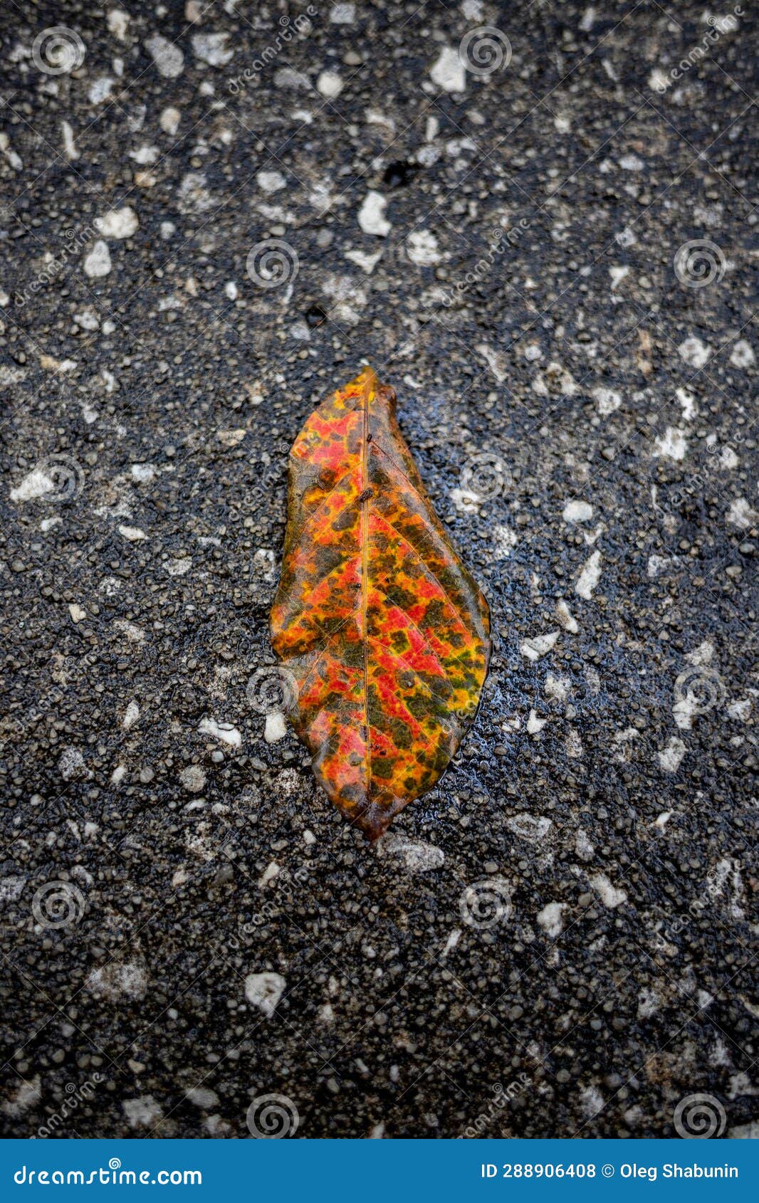 Fall in Florida... stock photo. Image of rock, insect - 288906408