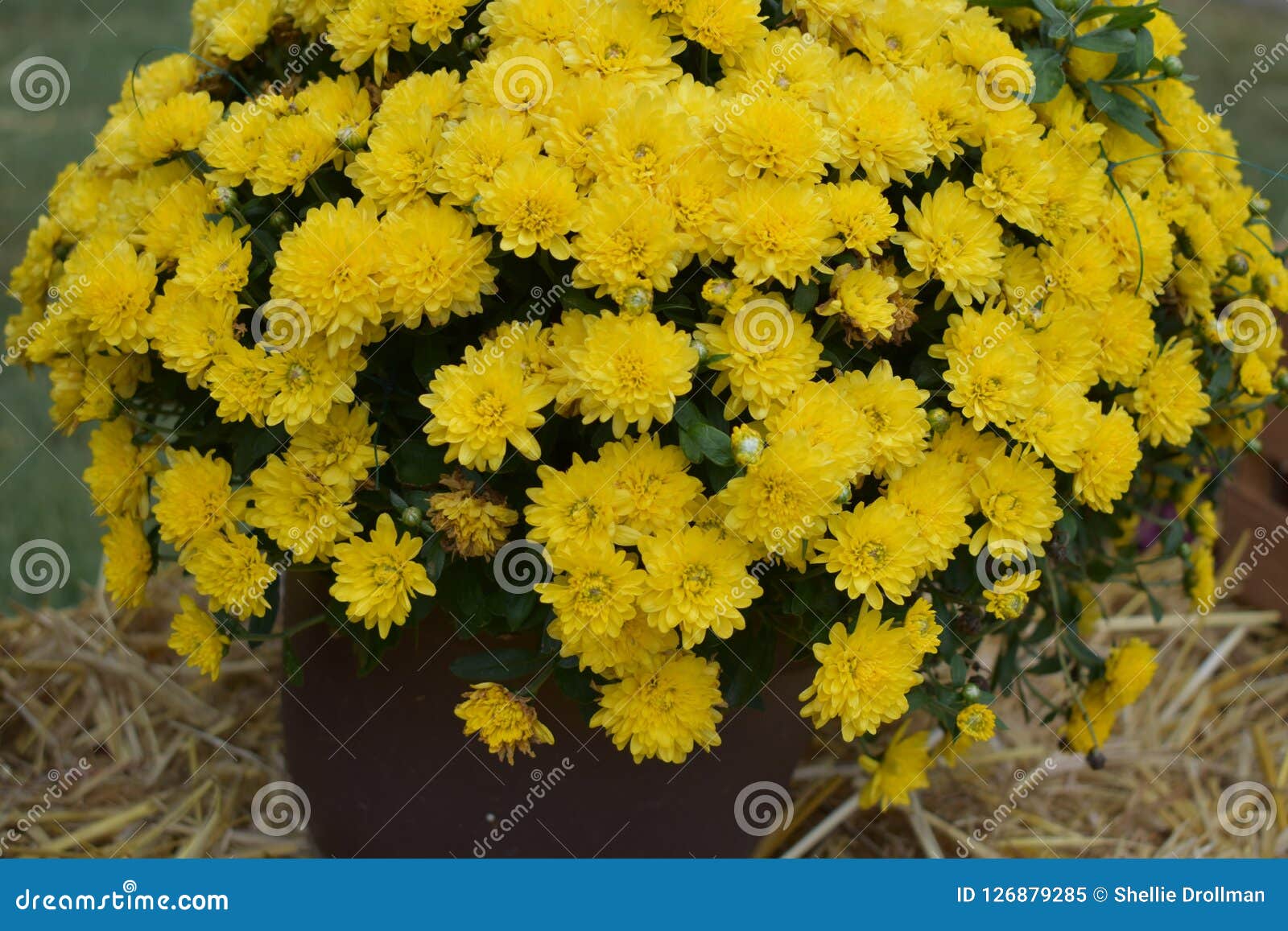Yellow stock image. Image of yellow, bail, flower, fall - 126879285