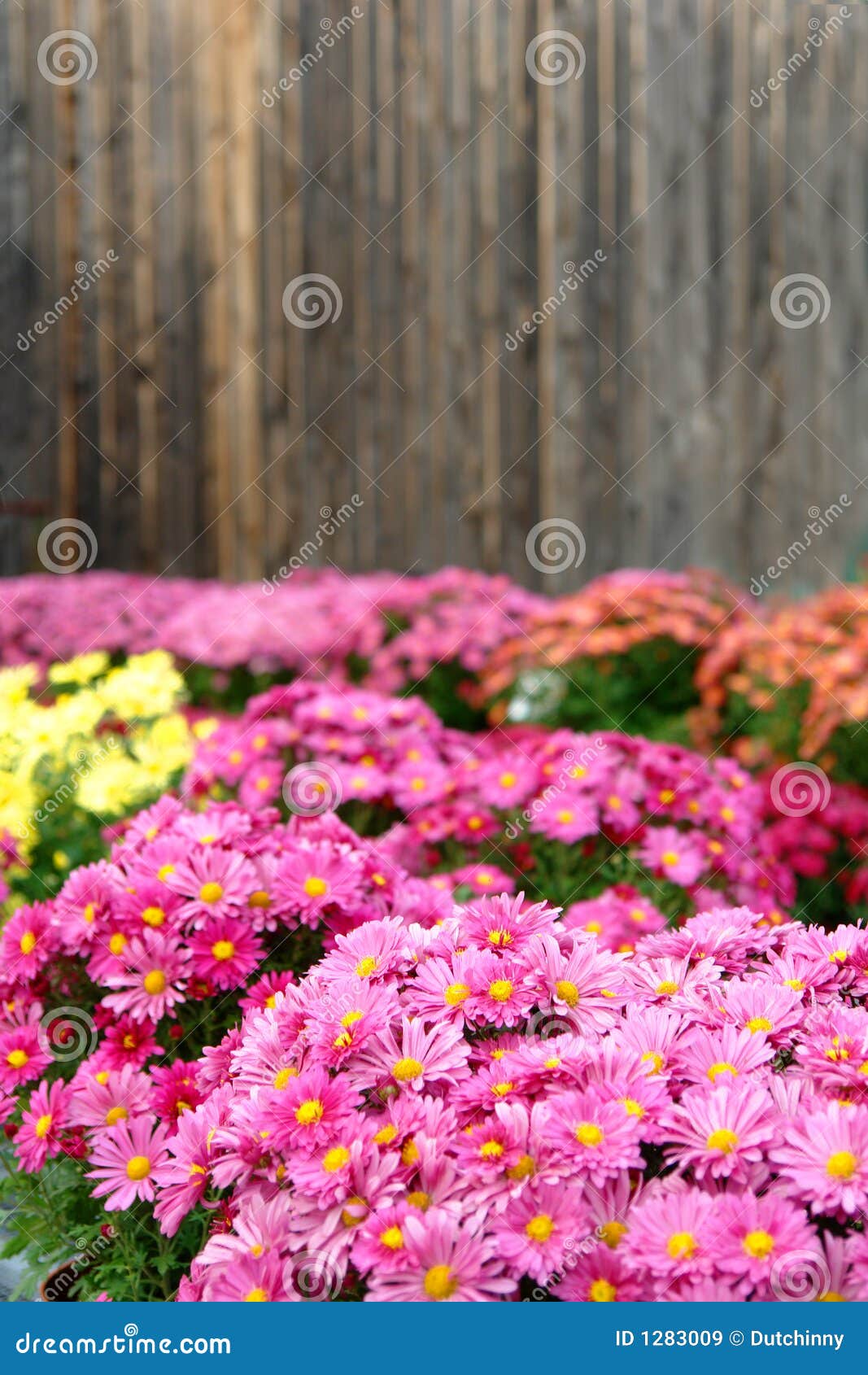 Fall flowers stock image. Image of nature, pink, seasons - 1283009