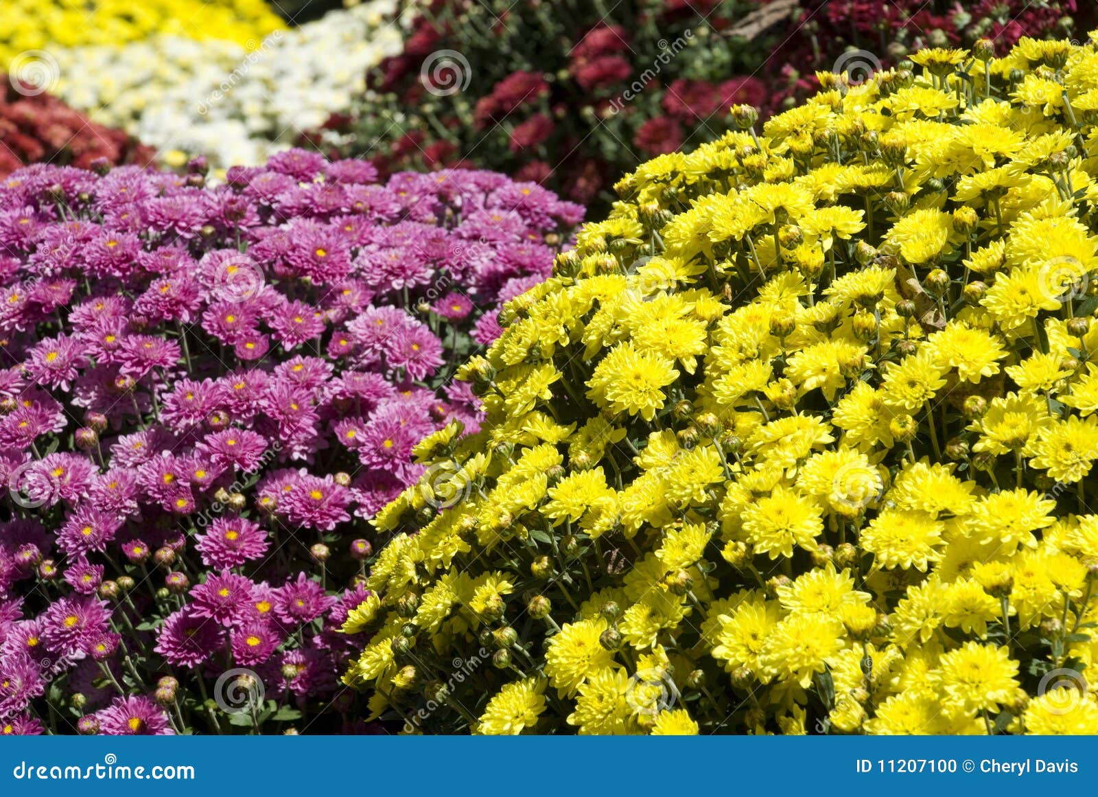 Fall Flowers Background stock photo. Image of color, garden - 11207100