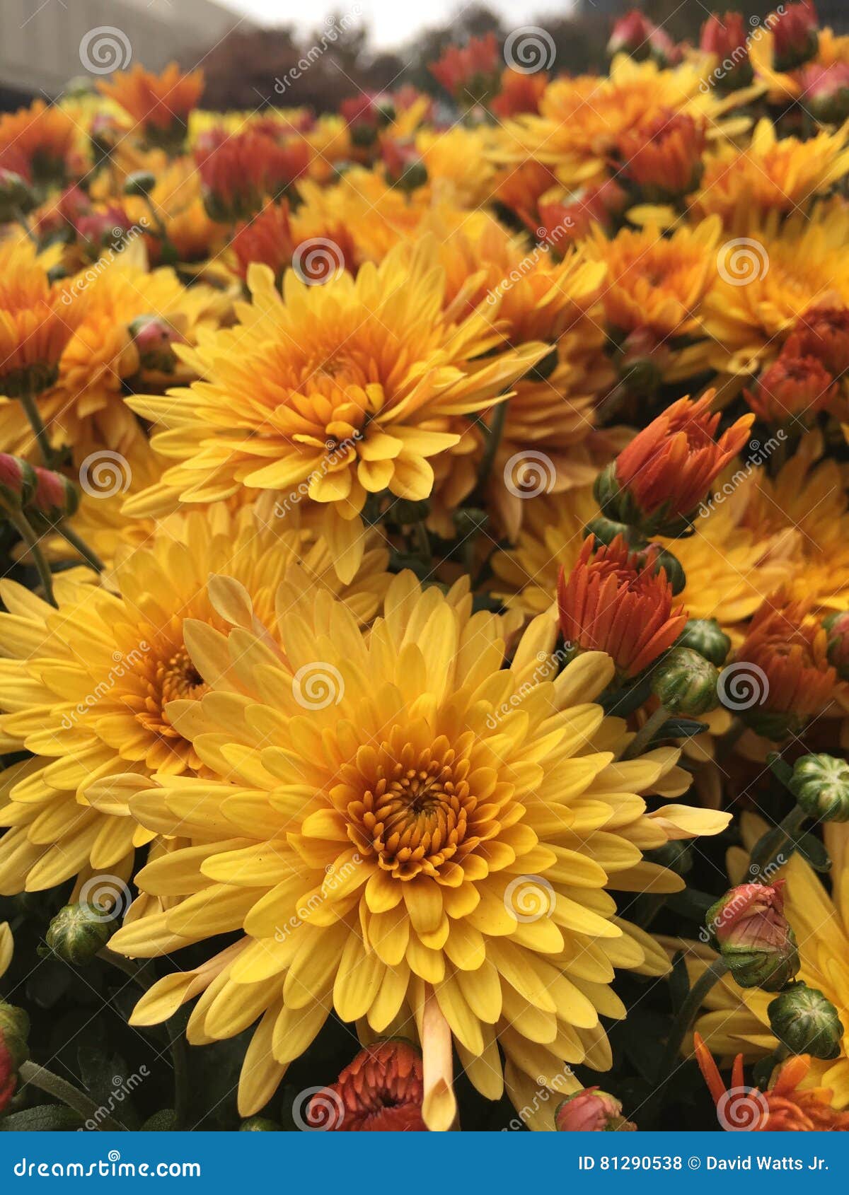 Fall flowers stock photo. Image of plants, beautiful - 81290538