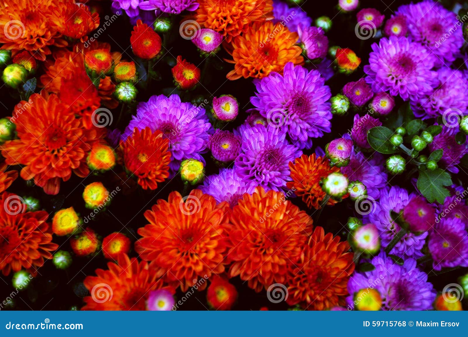 Fall flowers bouquet stock photo. Image of natural, purple - 59715768
