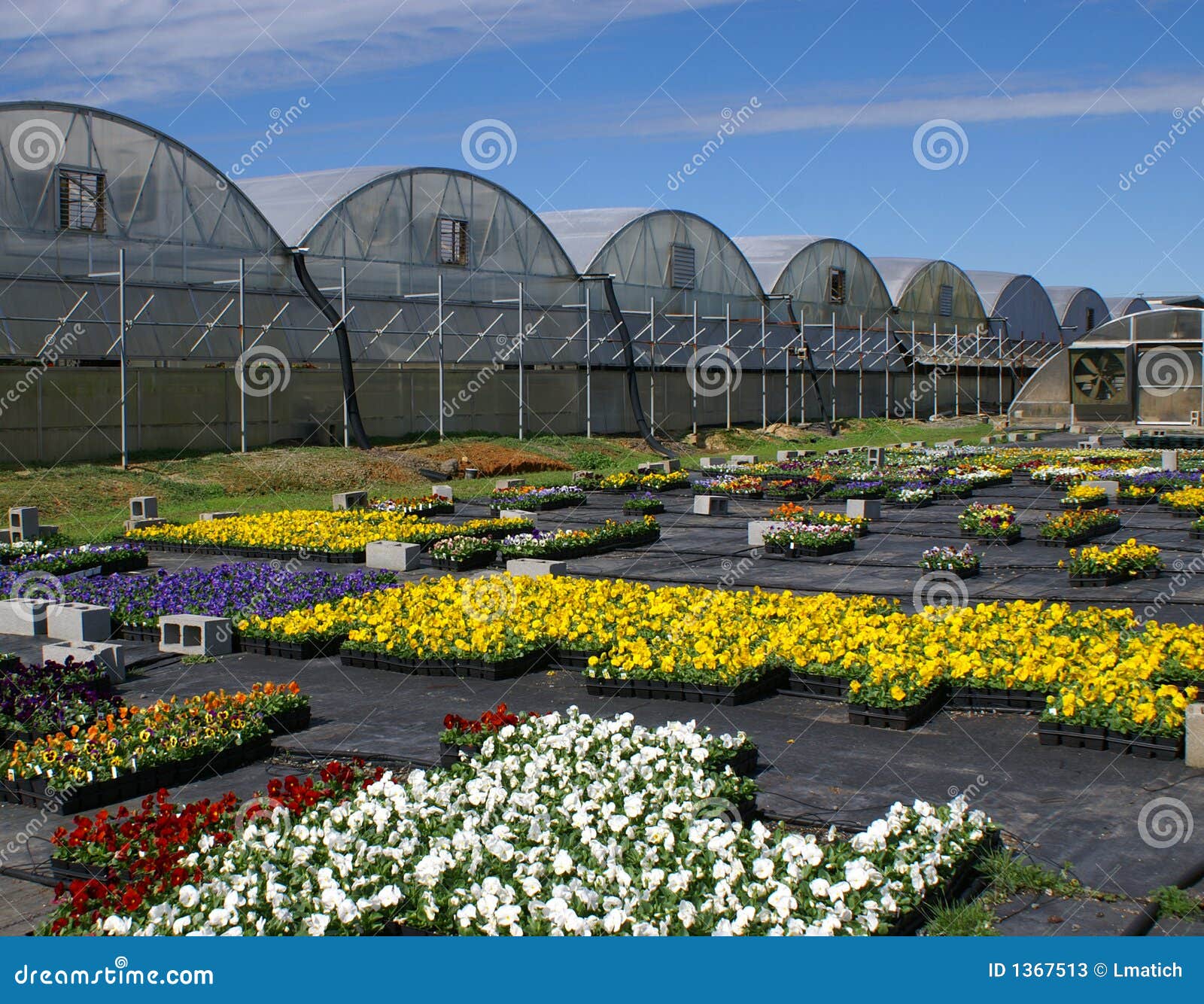Fall Flowers and Greenhouses Stock Image - Image of blooming, plant ...