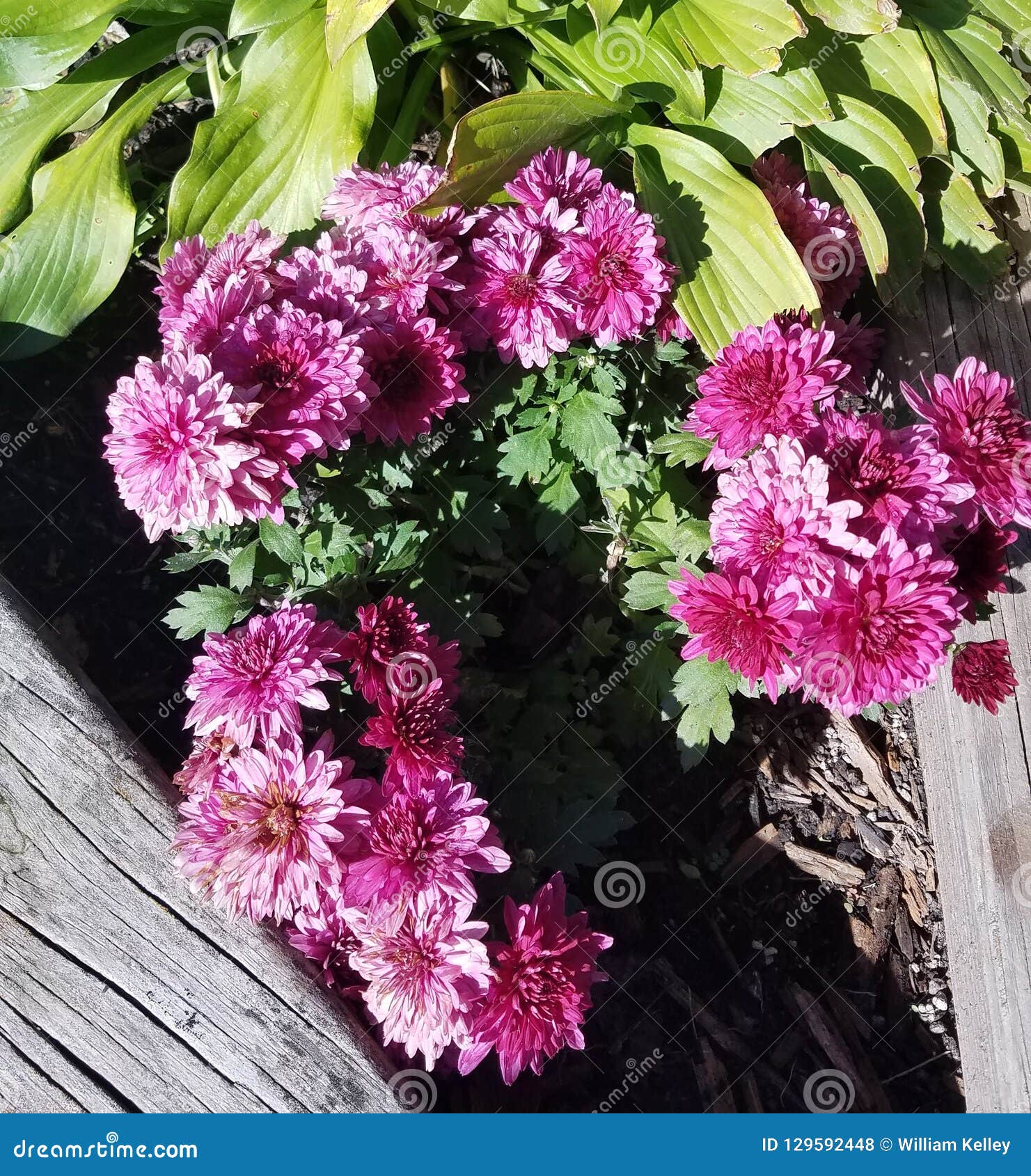 Fall flowers stock photo. Image of flowers, northwest - 129592448