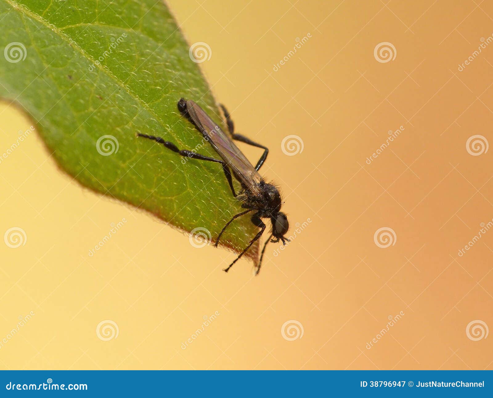 Fall Fly on Leaf stock image. Image of fall, wildlife - 38796947