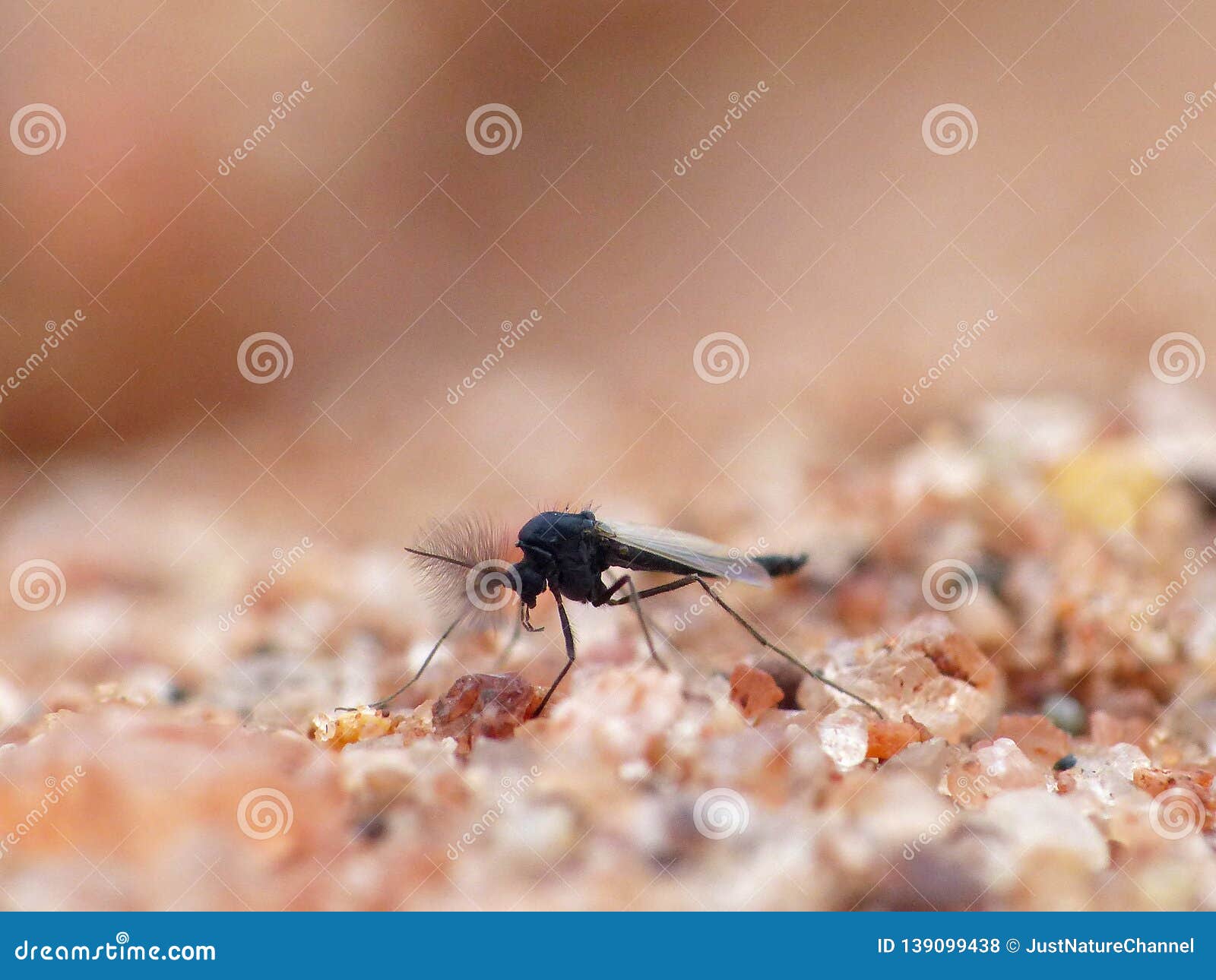 Fall Fly on Sand stock photo. Image of nature, details - 139099438