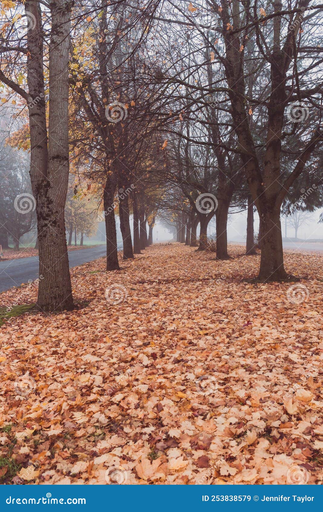 Rows of Maple Trees with Fallen Leaves in Fog in Autumn Stock Image ...