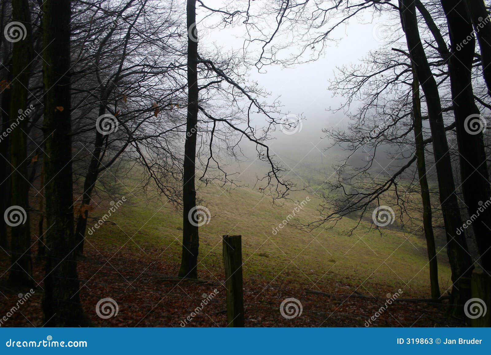 Fall Fog Forest stock image. Image of desolation, damp - 319863