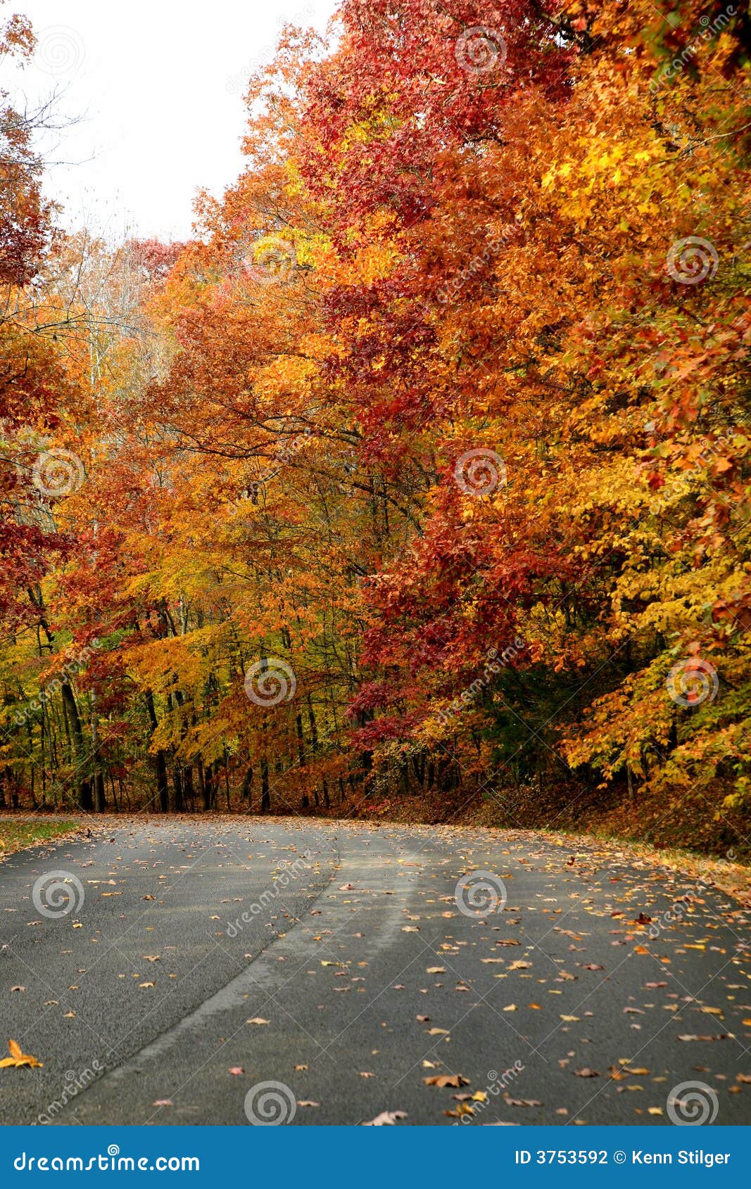 Fall Foilage stock photo. Image of water, plant, green - 3753592