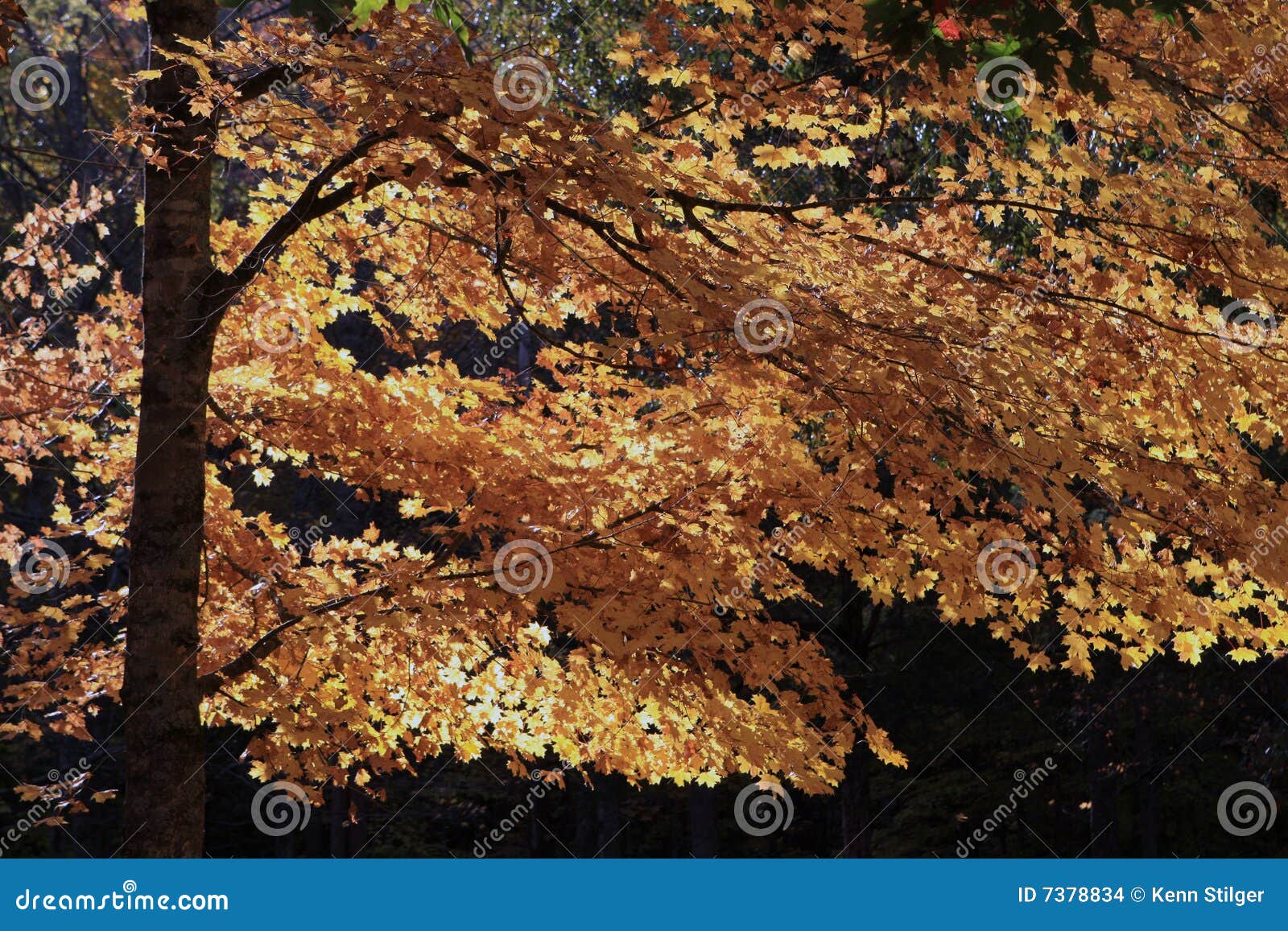 Fall Foilage stock photo. Image of peace, leaves, fall - 7378834