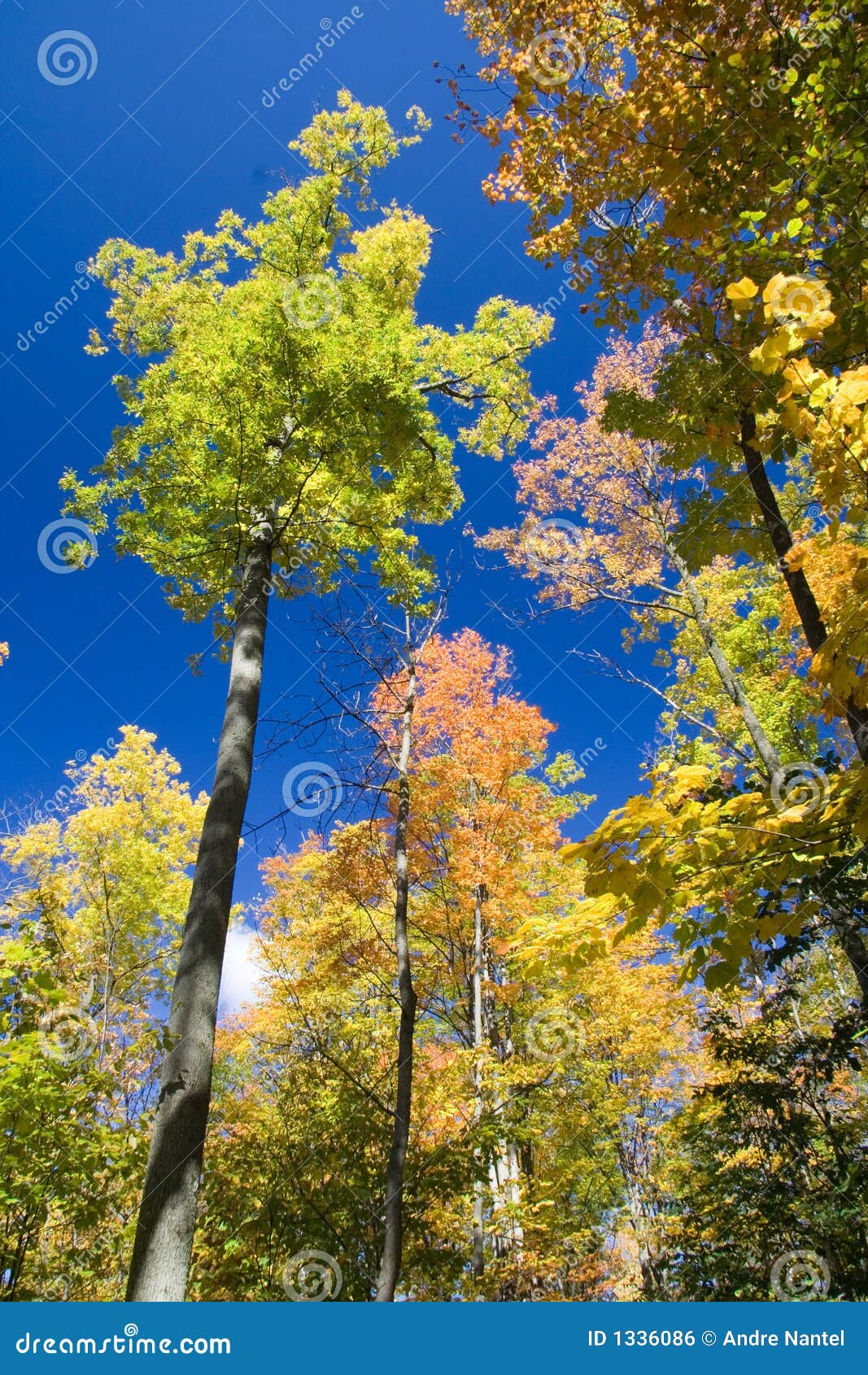 Fall Foliage stock photo. Image of polarizer, autumn, forest - 1336086