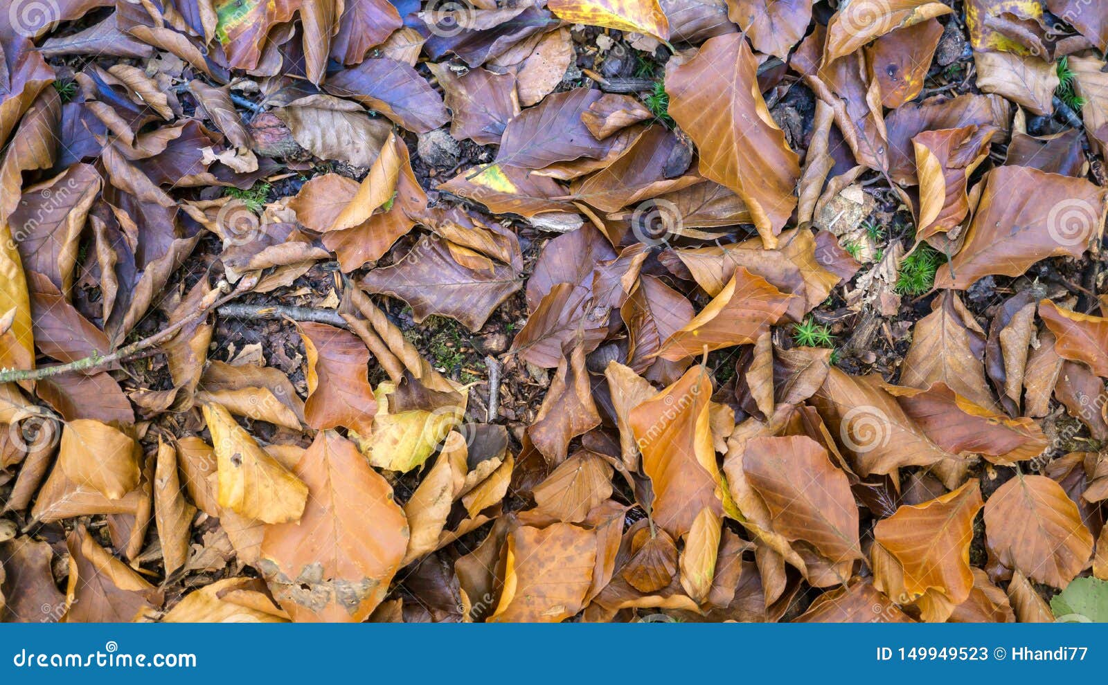 Brown fall foliage stock image. Image of natural, wallpaper - 149949523