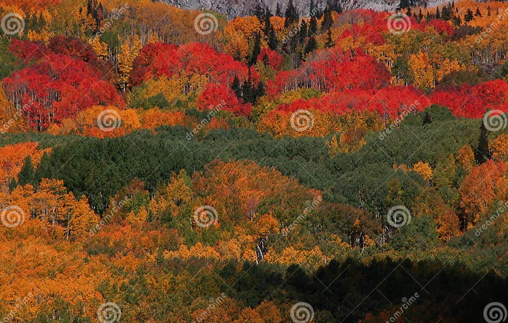 Fall foliage stock photo. Image of autumn, color, foliage - 25714