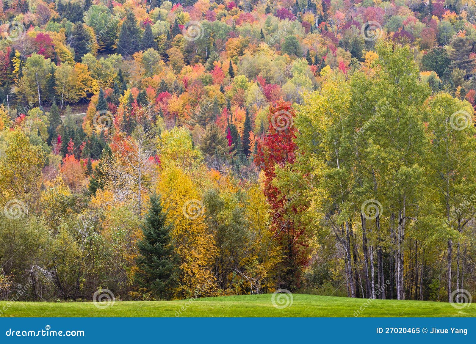 Fall Foliage stock image. Image of aquas, outdoors, leaf - 27020465