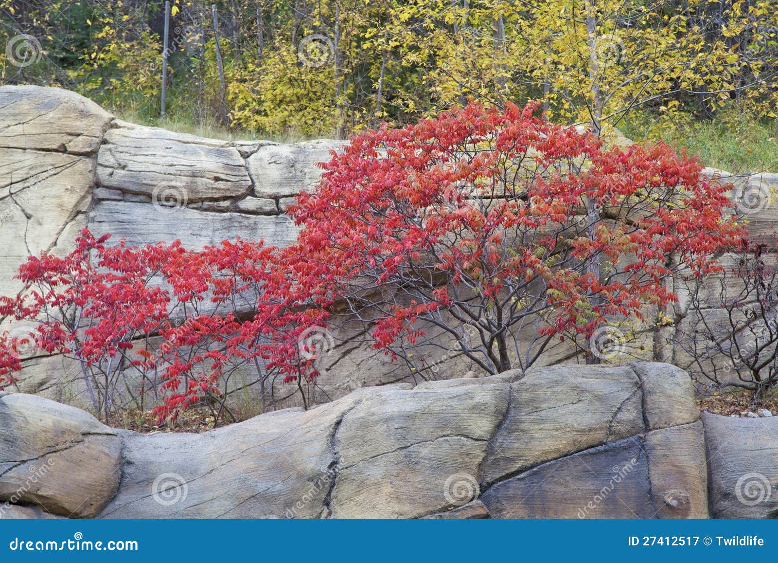 Fall Foliage stock image. Image of foliage, scenic, plants - 27412517