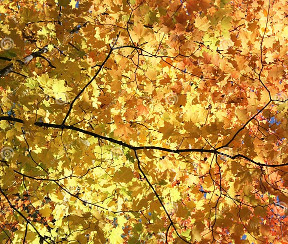 Fall Foliage stock image. Image of background, fall, autumn - 3462377