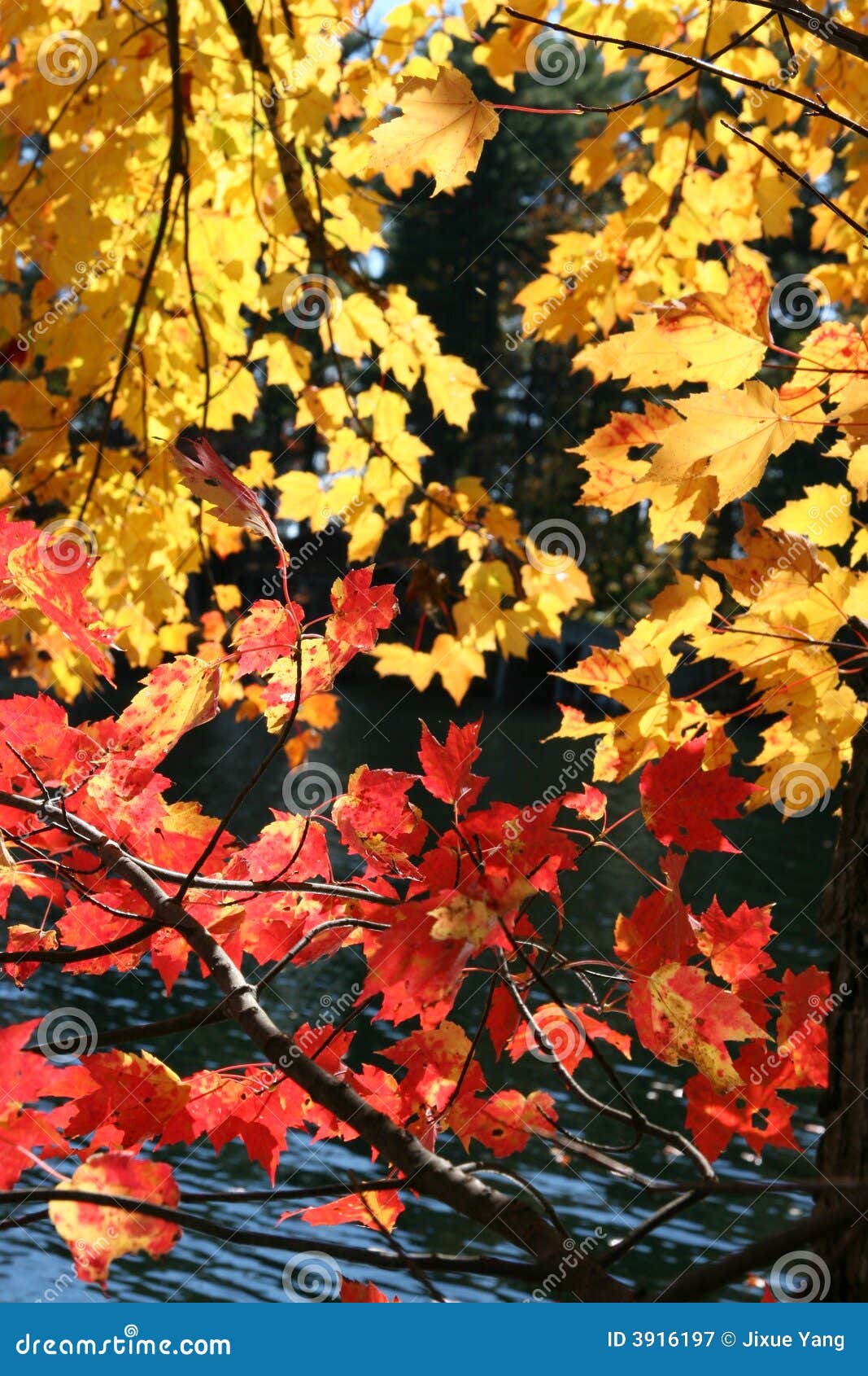 Fall foliage stock image. Image of blue, pink, foliage - 3916197