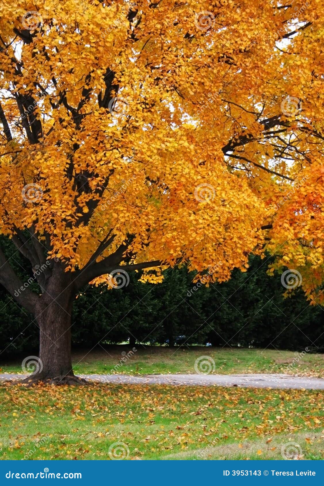 Fall foliage stock image. Image of deciduous, orange, branch - 3953143