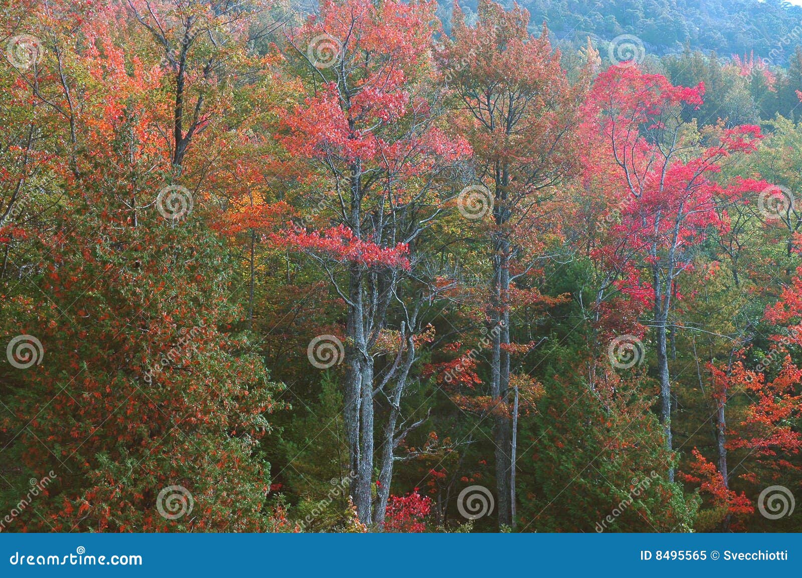 Fall Foliage, Acadia stock image. Image of hardwood, national - 8495565