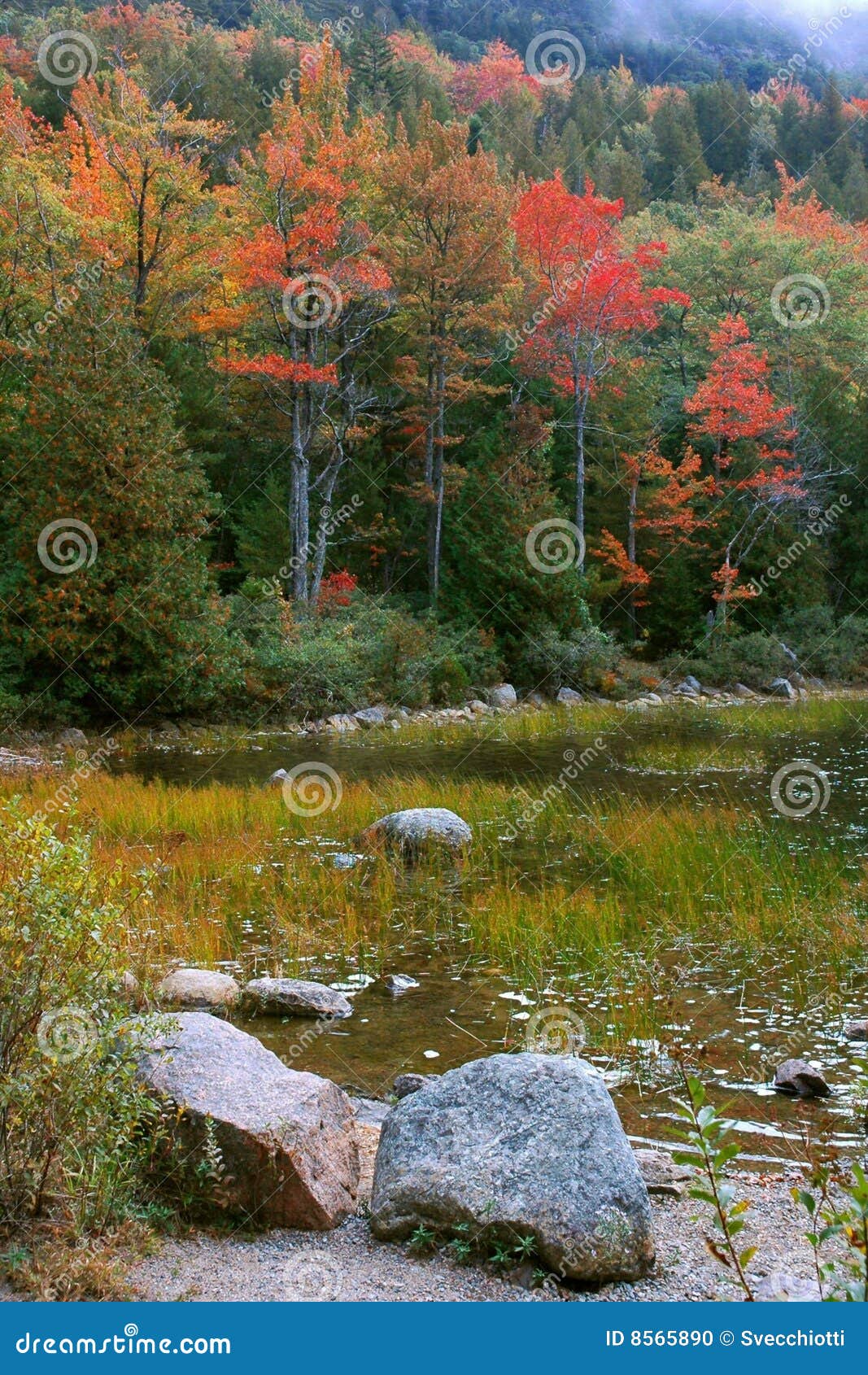 Fall Foliage, Acadia stock photo. Image of lake, acadia - 8565890