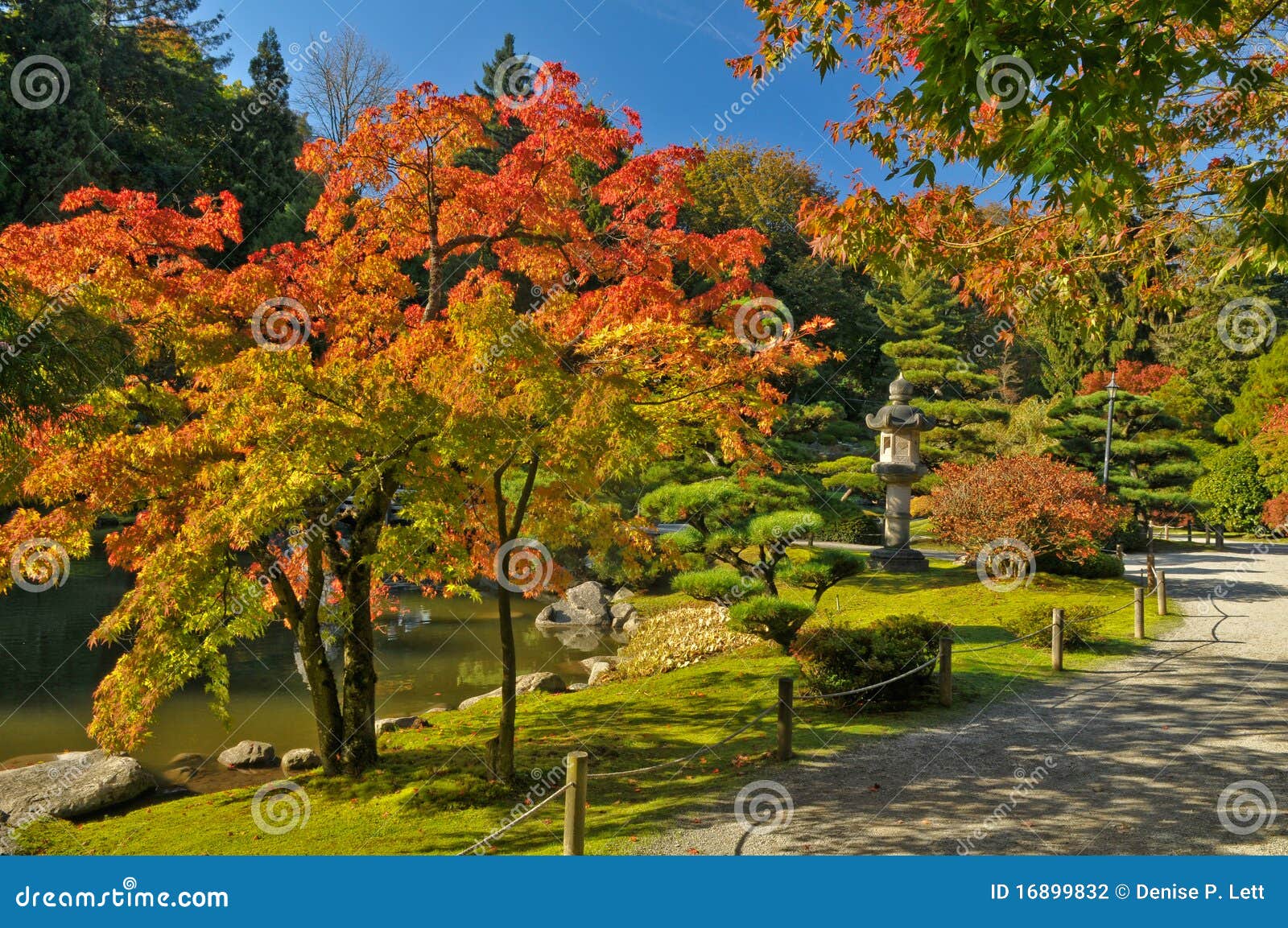 Fall Foliage Along Japanese Garden Path Stock Photo - Image of statue ...