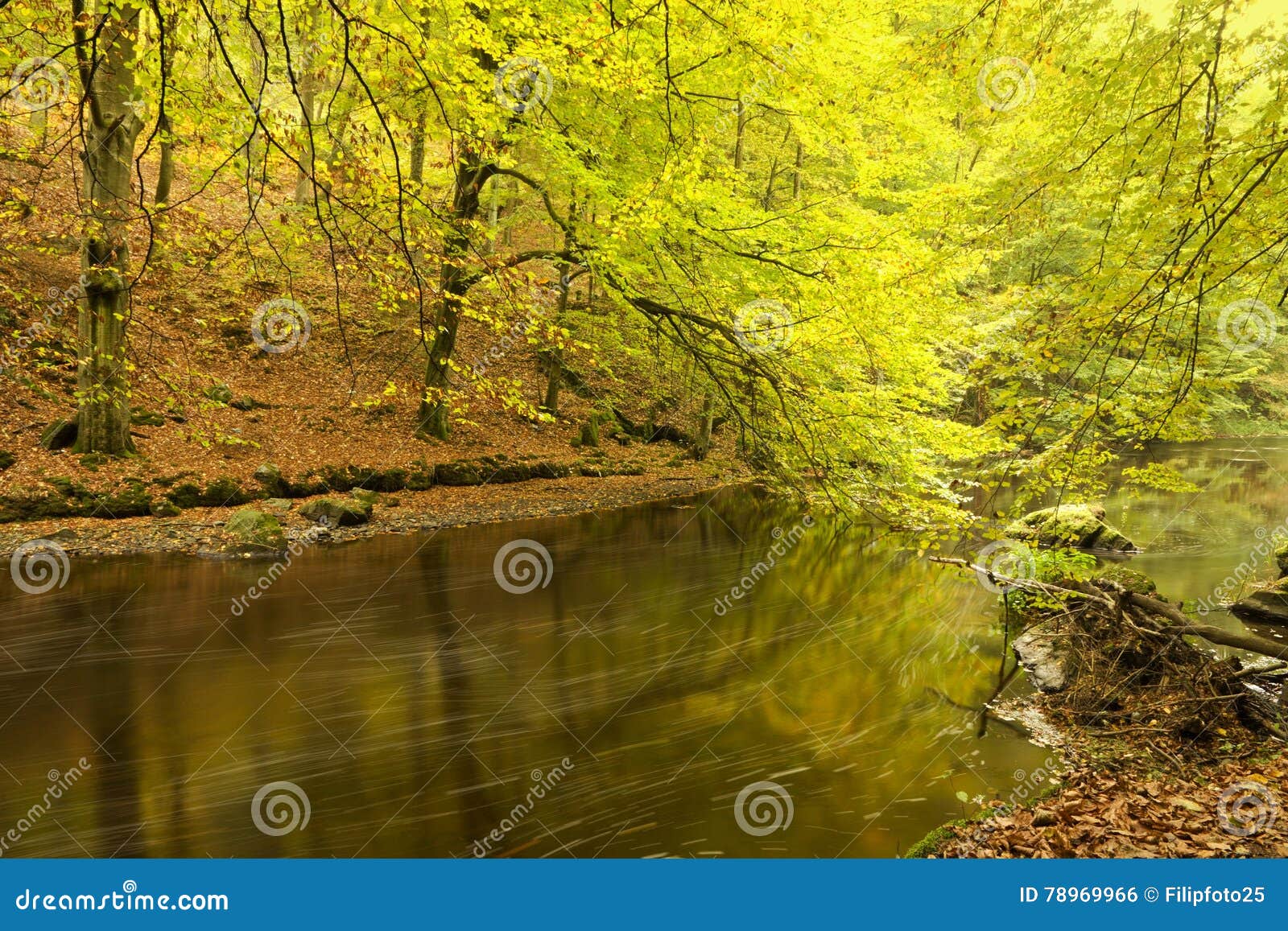 Fall foliage along river stock photo. Image of daylight - 78969966