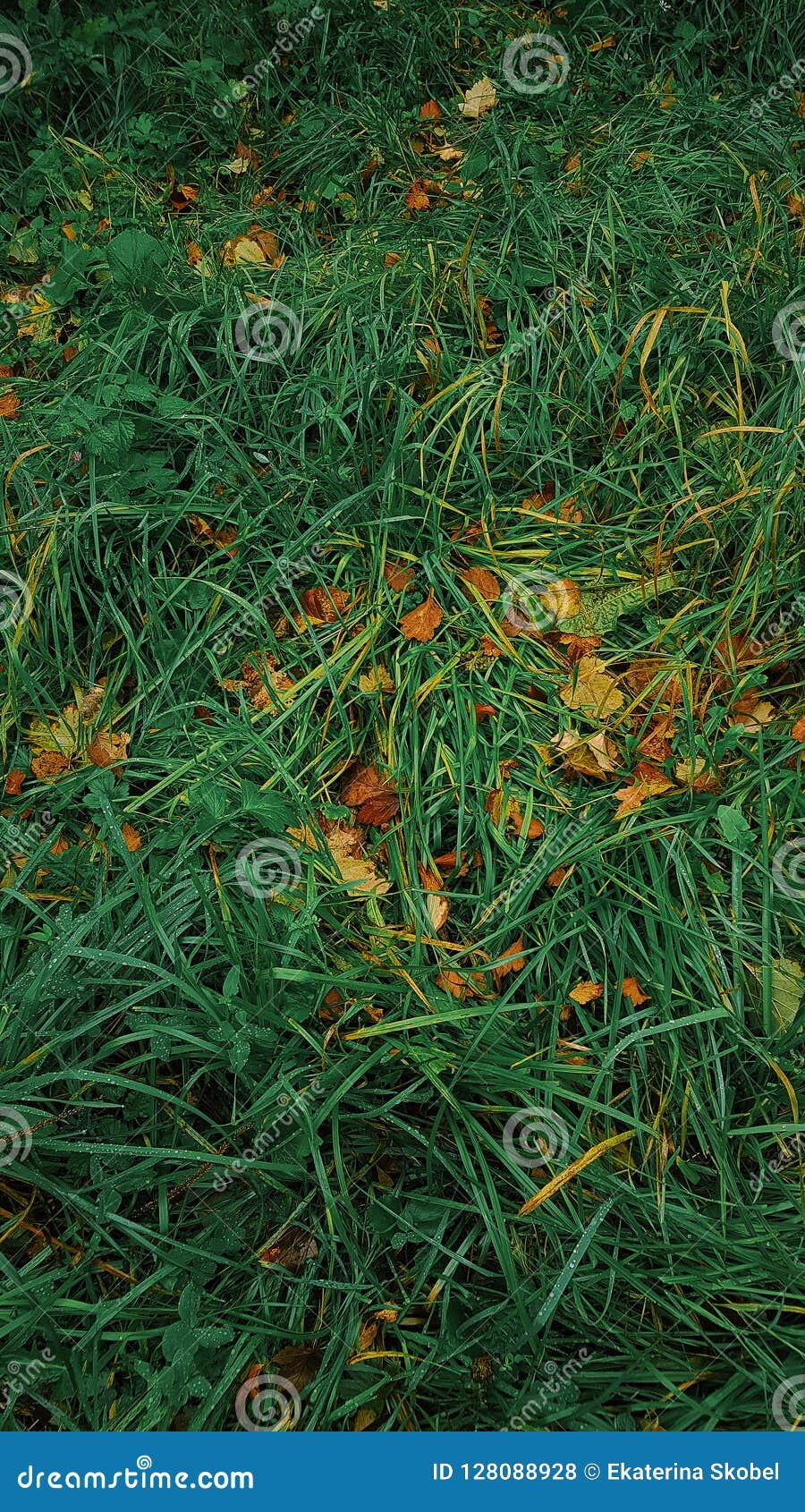 Fall Foliage, Autumn Grass in Leaves, Top View Stock Photo - Image of ...