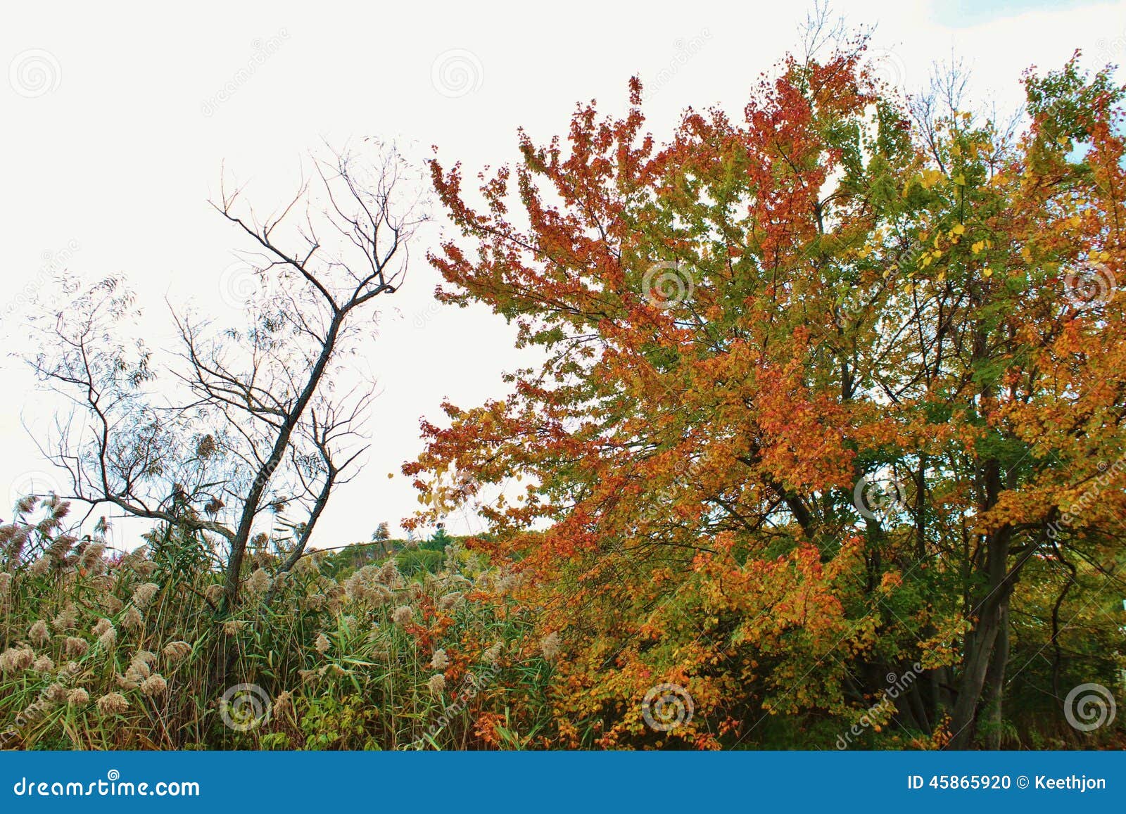 Fall Foliage Autumn Leaves Scene Stock Photo - Image of green, nature ...