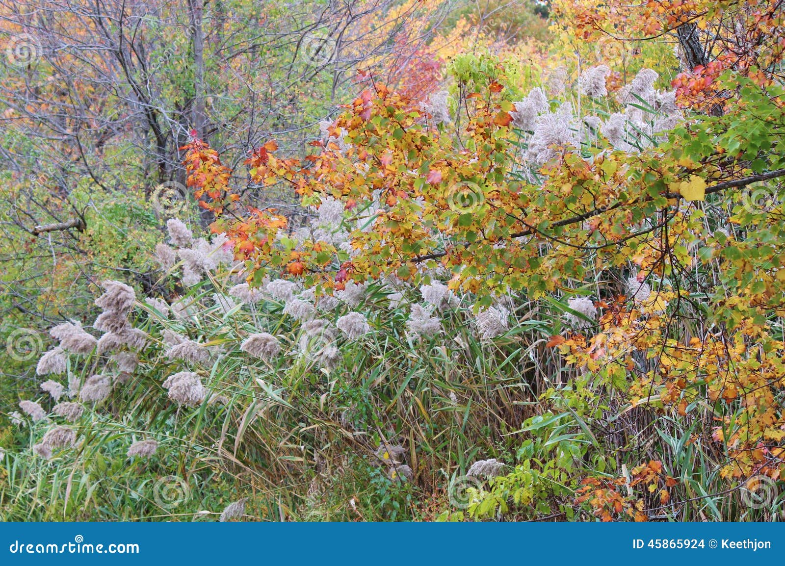 Fall Foliage Autumn Leaves Scene Stock Photo - Image of leaf ...