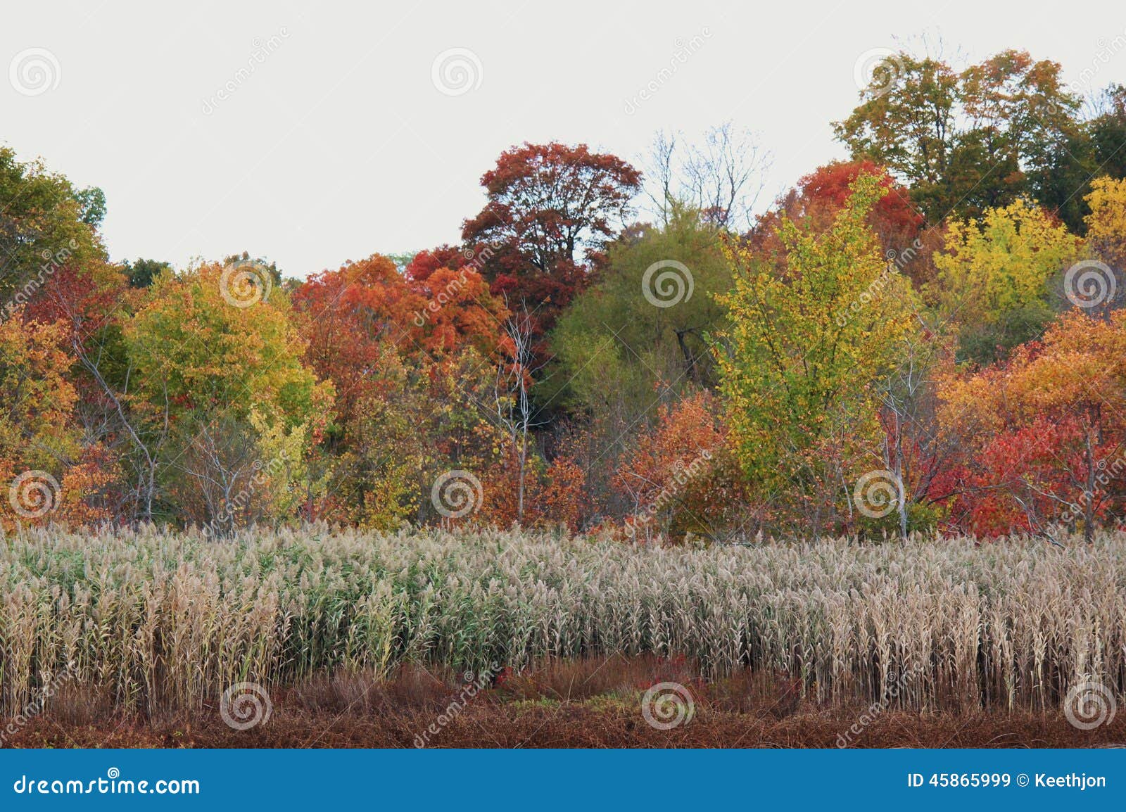 Fall Foliage Autumn Leaves Scene Stock Image - Image of woodland ...