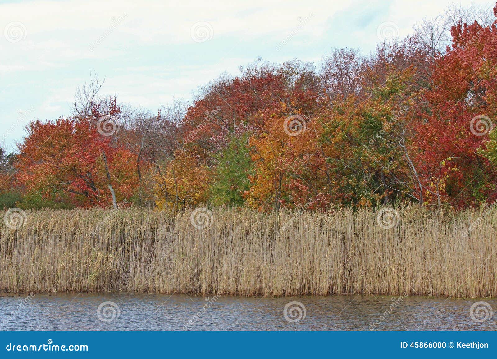 Fall Foliage Autumn Leaves Scene Stock Photo - Image of fall, marsh ...