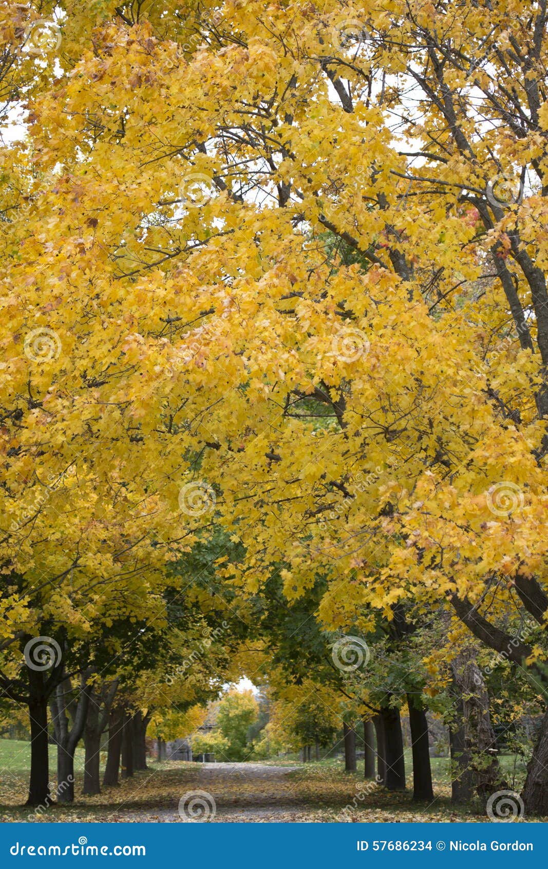 Fall Foliage stock photo. Image of plant, nature, converging - 57686234