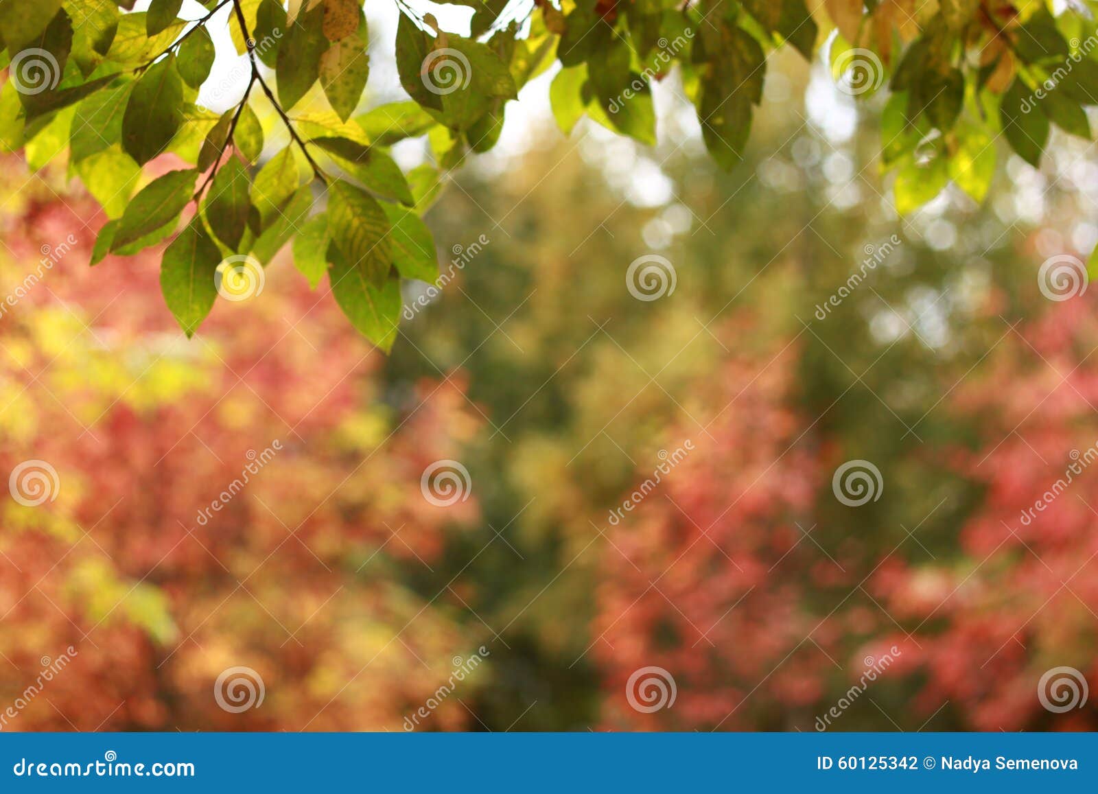 Fall foliage background stock photo. Image of autumn - 60125342